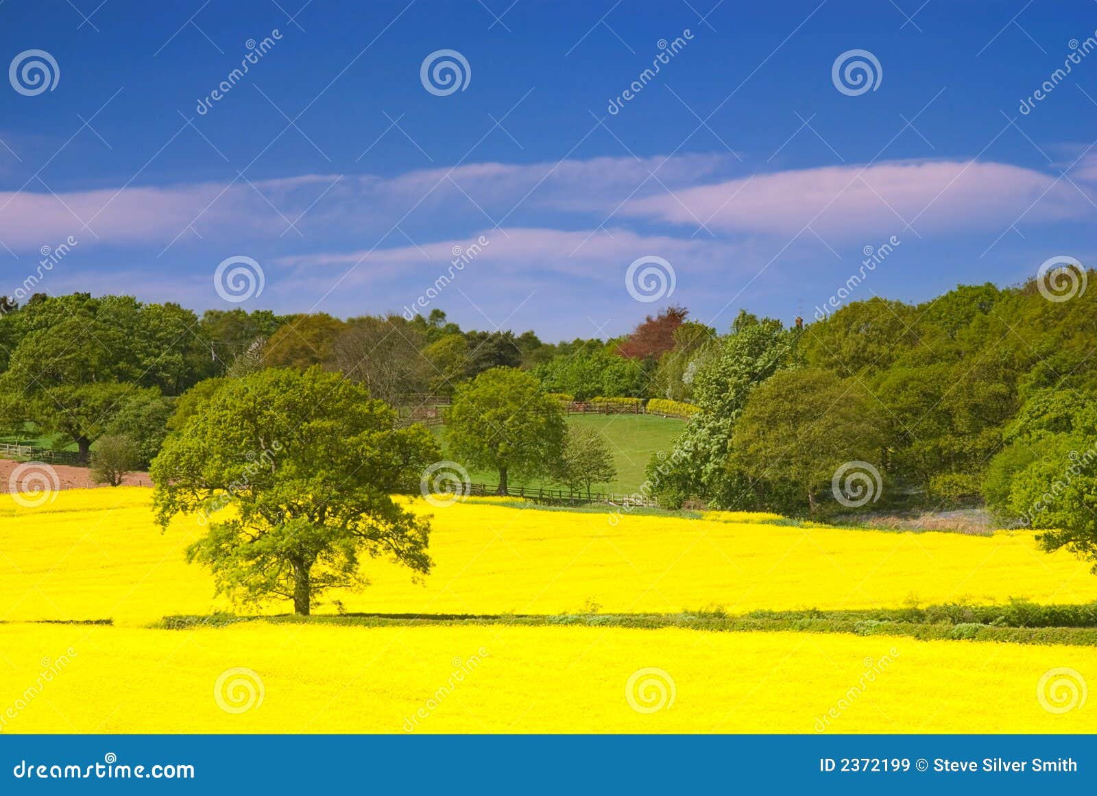 Pole rzepaku obraz stock. Obraz złożonej z uprawa, drzewo - 2372199