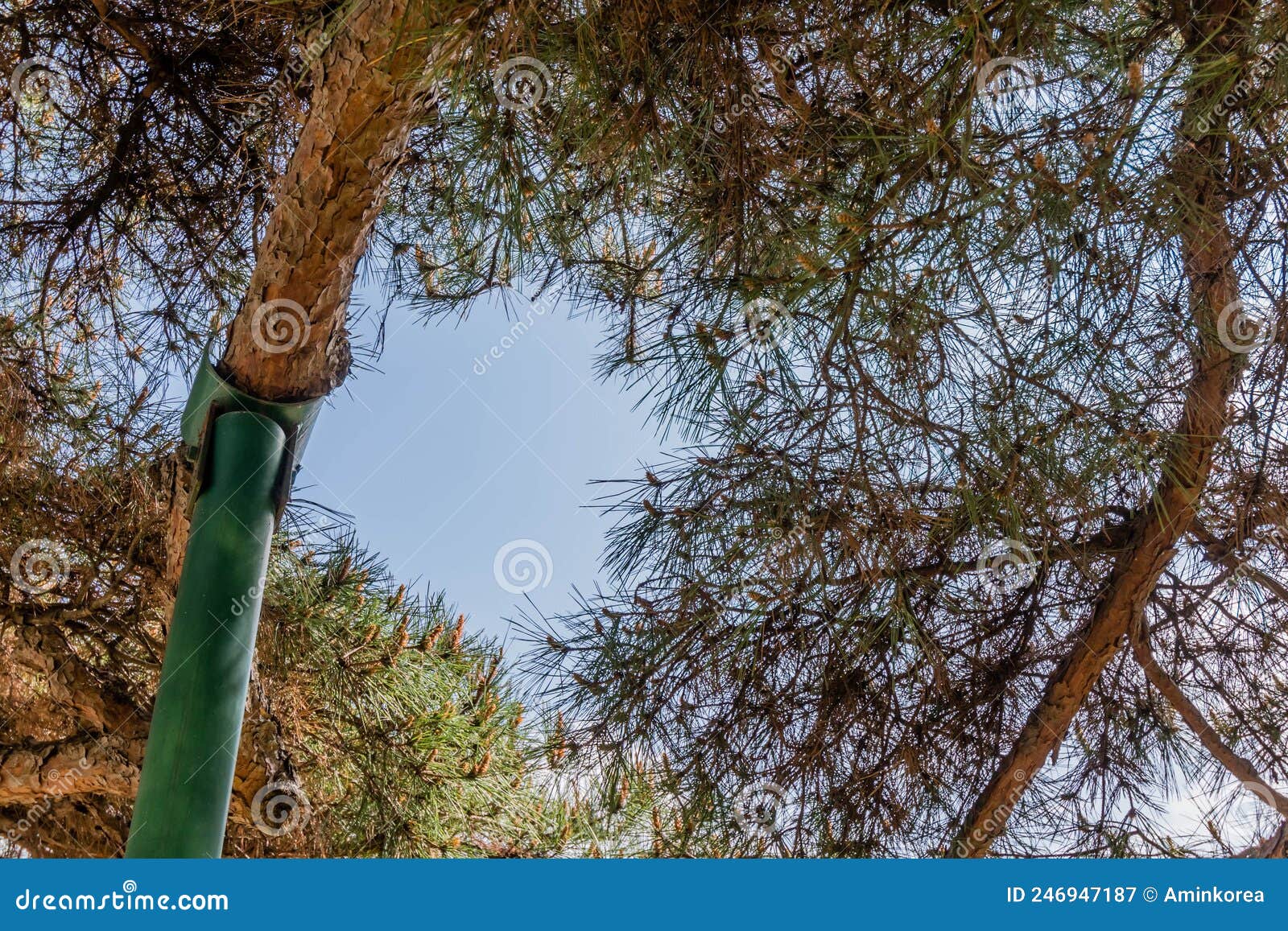 Pole Supporting Branch of Evergreen Tree Stock Image - Image of ...