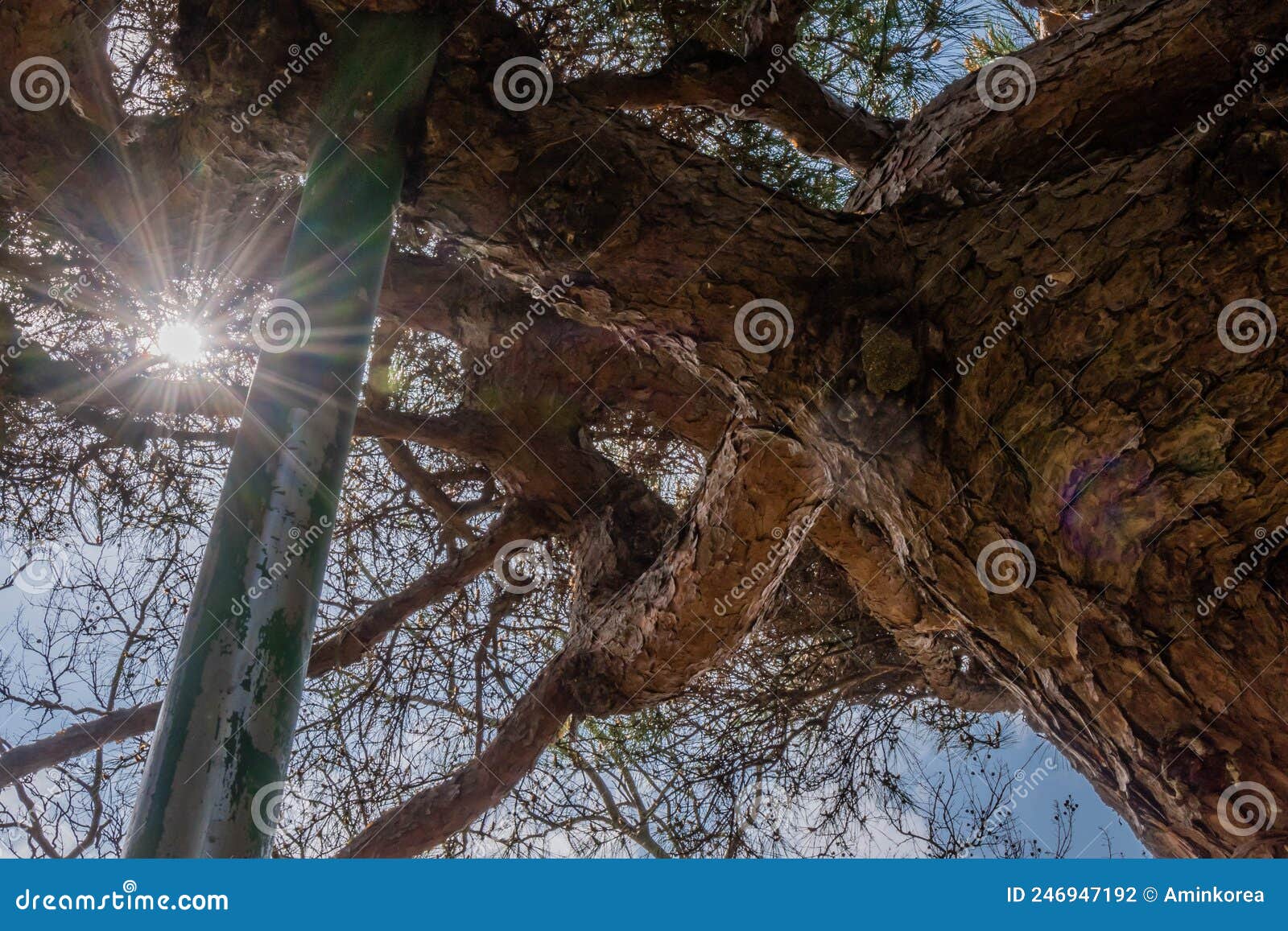 Pole Supporting Branch of Evergreen Tree Stock Photo - Image of holding ...