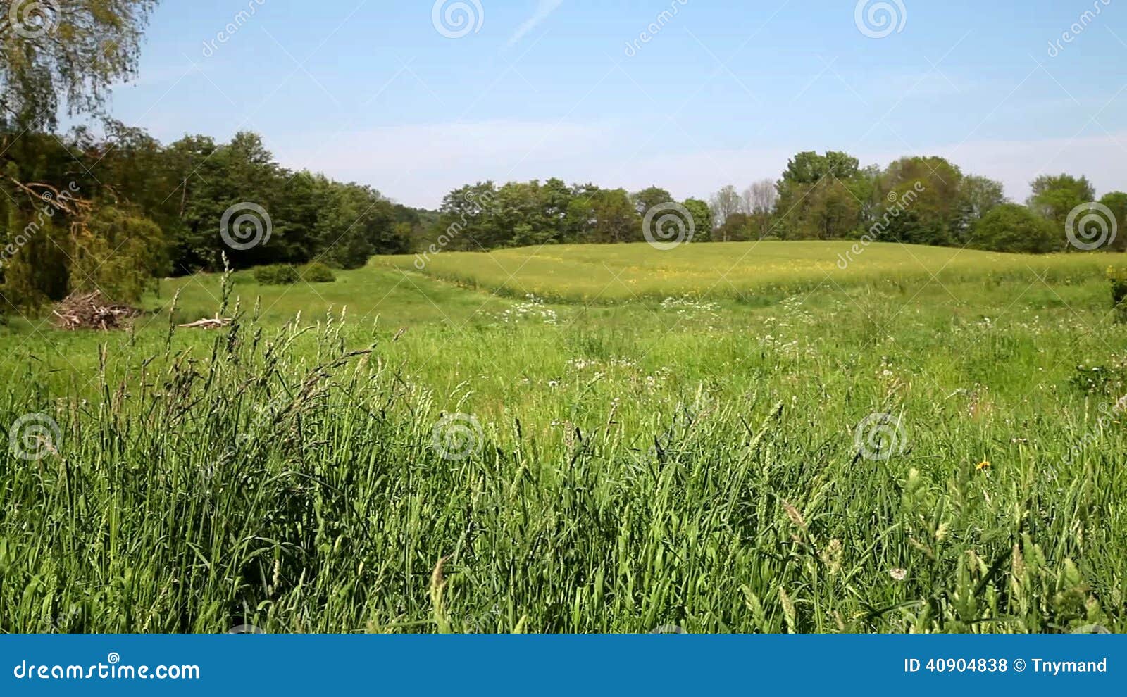 Pole trawa przed lasem zbiory. Video złożonej z film - 40904838