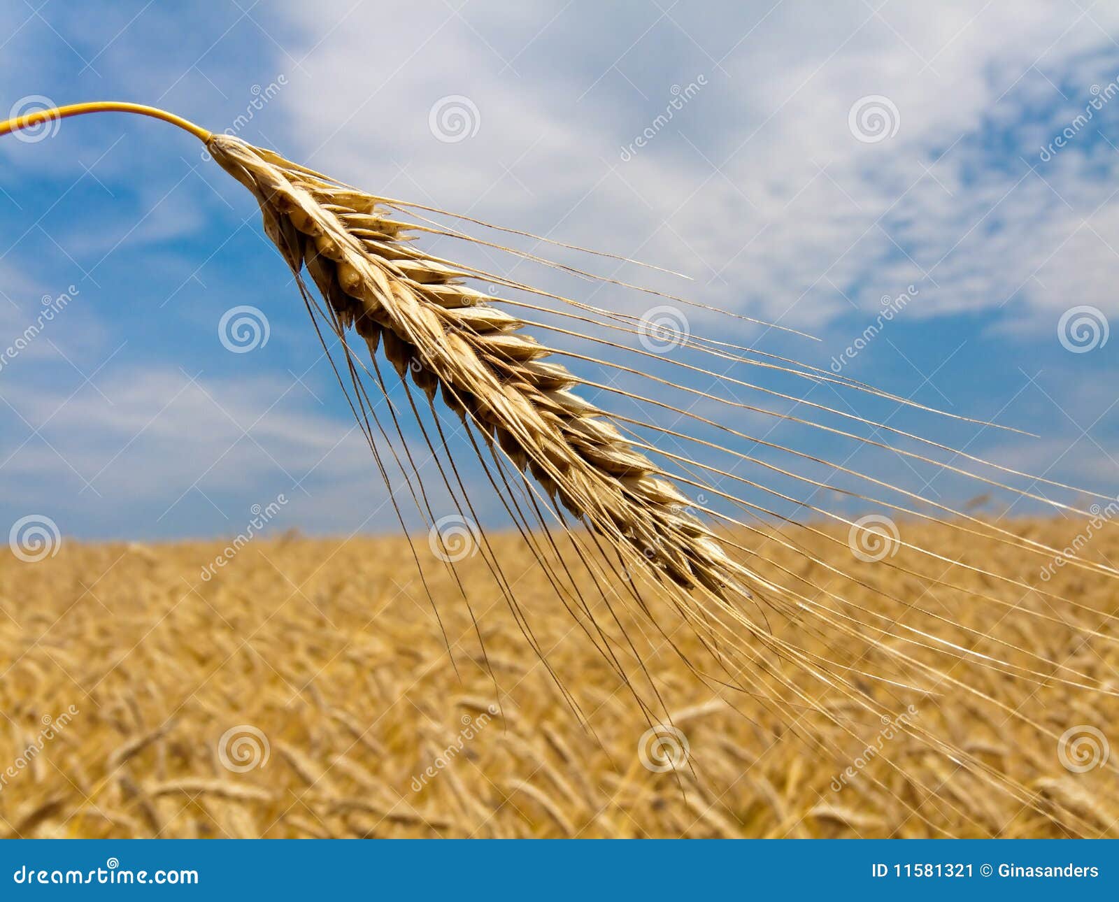 Pole uprawne obraz stock. Obraz złożonej z kociak, uprawy - 11581321