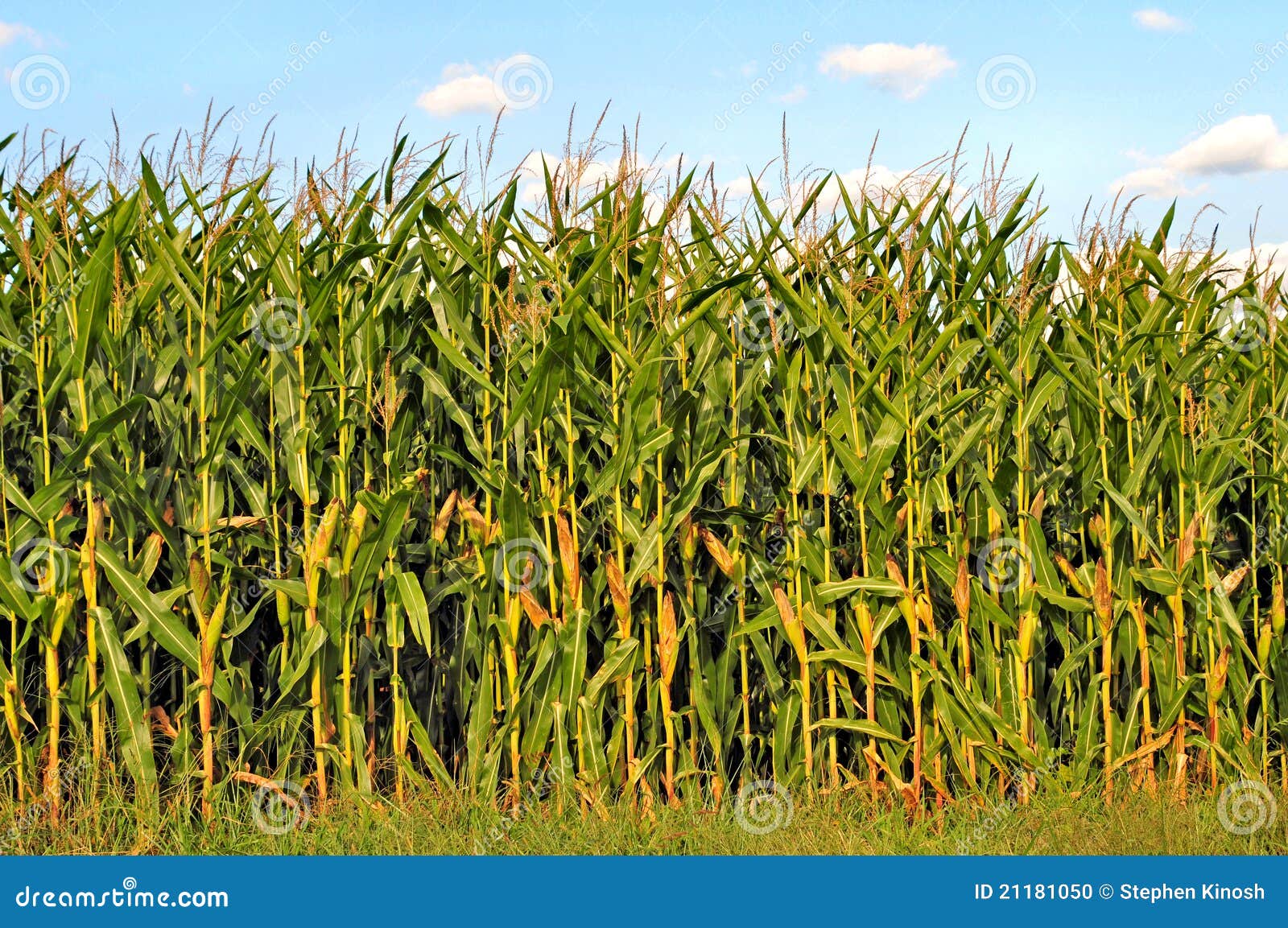 Pole uprawne zdjęcie stock. Obraz złożonej z raport, kordonkowy - 21181050