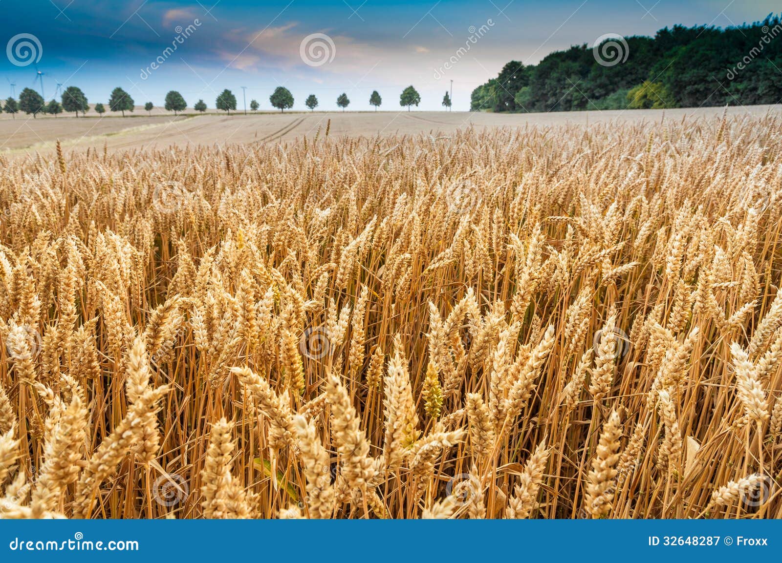 Pole uprawne obraz stock. Obraz złożonej z żniwiarz, kordonkowy - 32648287