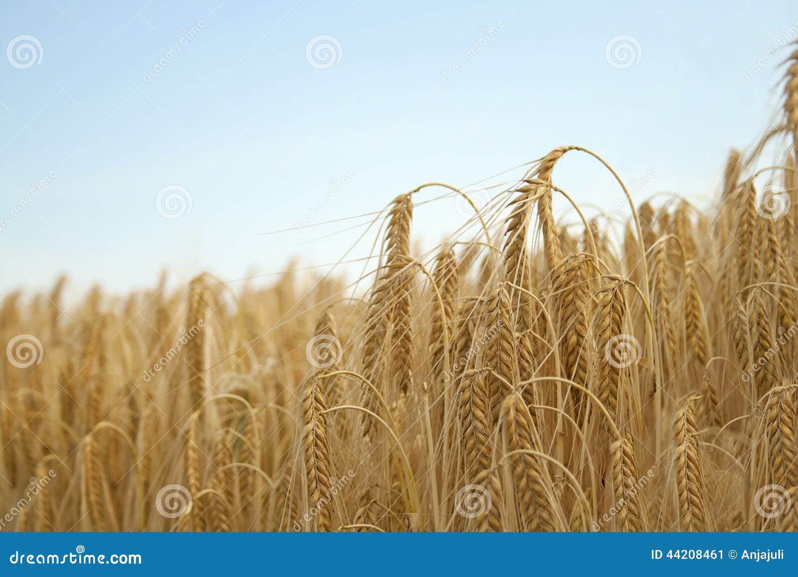 Pole uprawne obraz stock. Obraz złożonej z plenerowy - 44208461