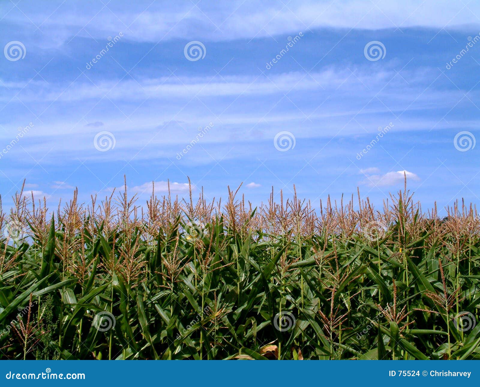 Pole uprawne zdjęcie stock. Obraz złożonej z kordonkowy - 75524