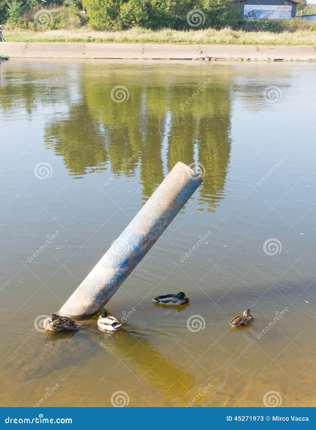 Pole in water stock image. Image of water, ducks, pole - 45271973