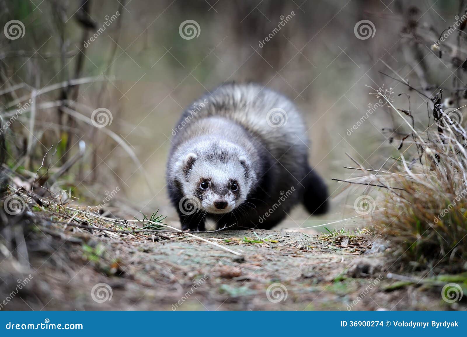 Polecat foto de archivo. Imagen de desgaste, sentada - 36900274