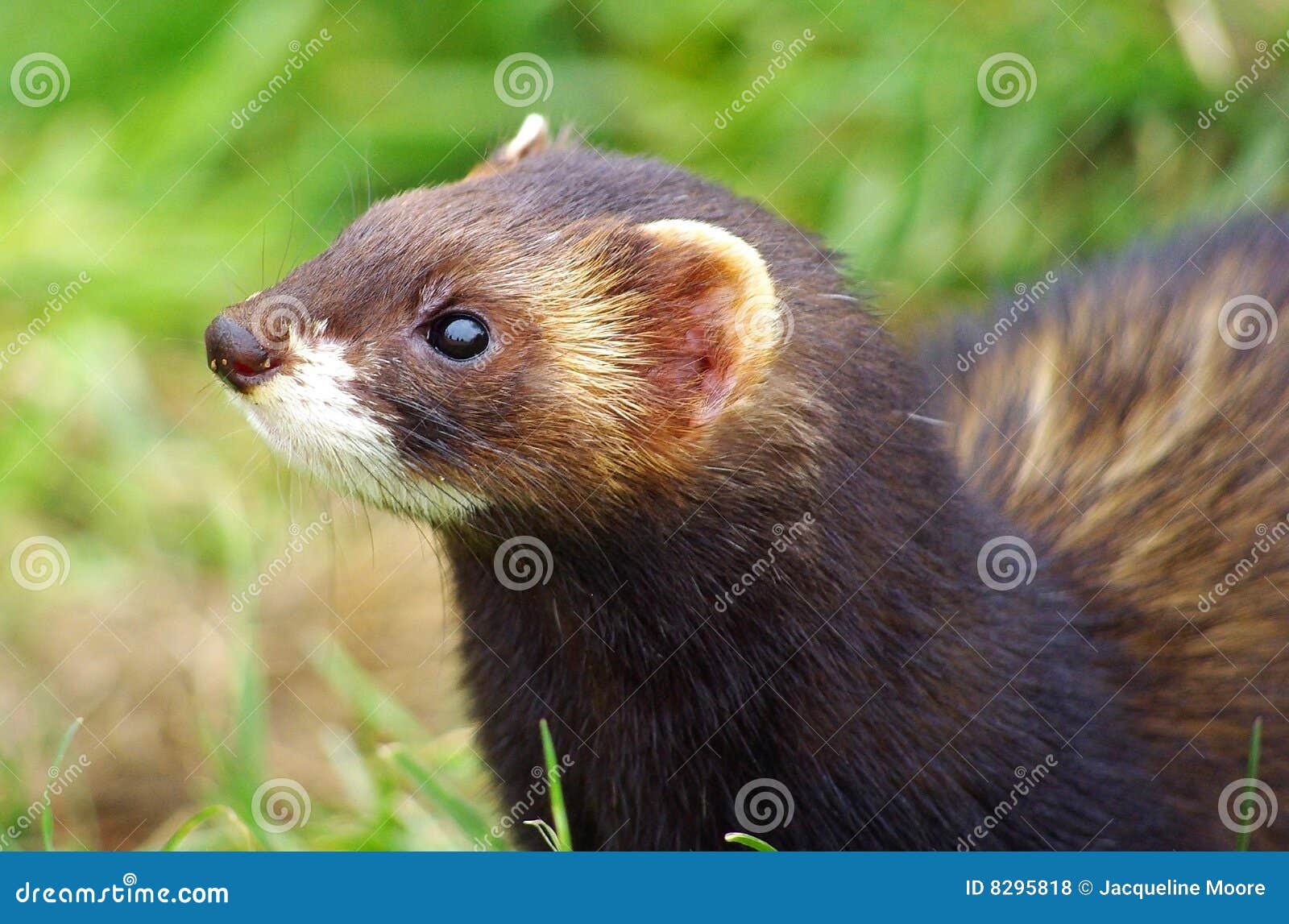 Polecat stock photo. Image of brown, cute, furry, mammals - 8295818