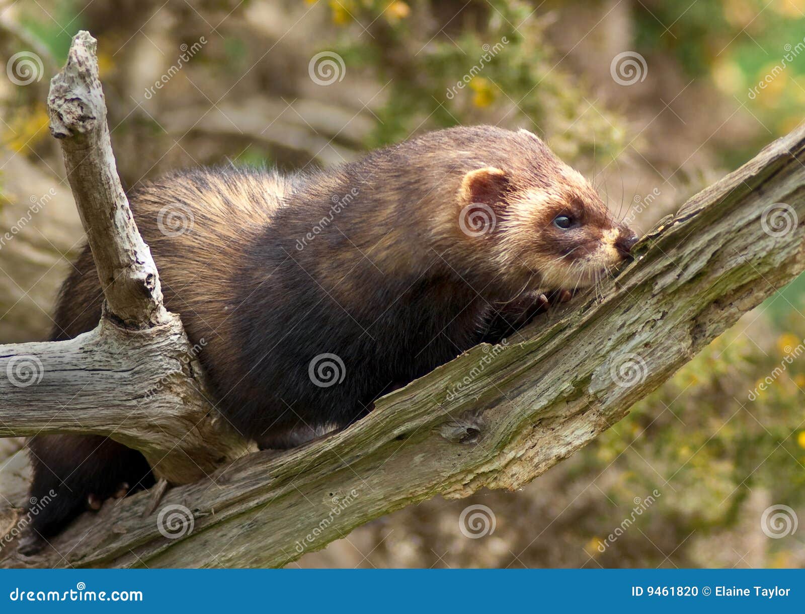 Polecat stock photo. Image of mammal, wild, british, hunter - 9461820