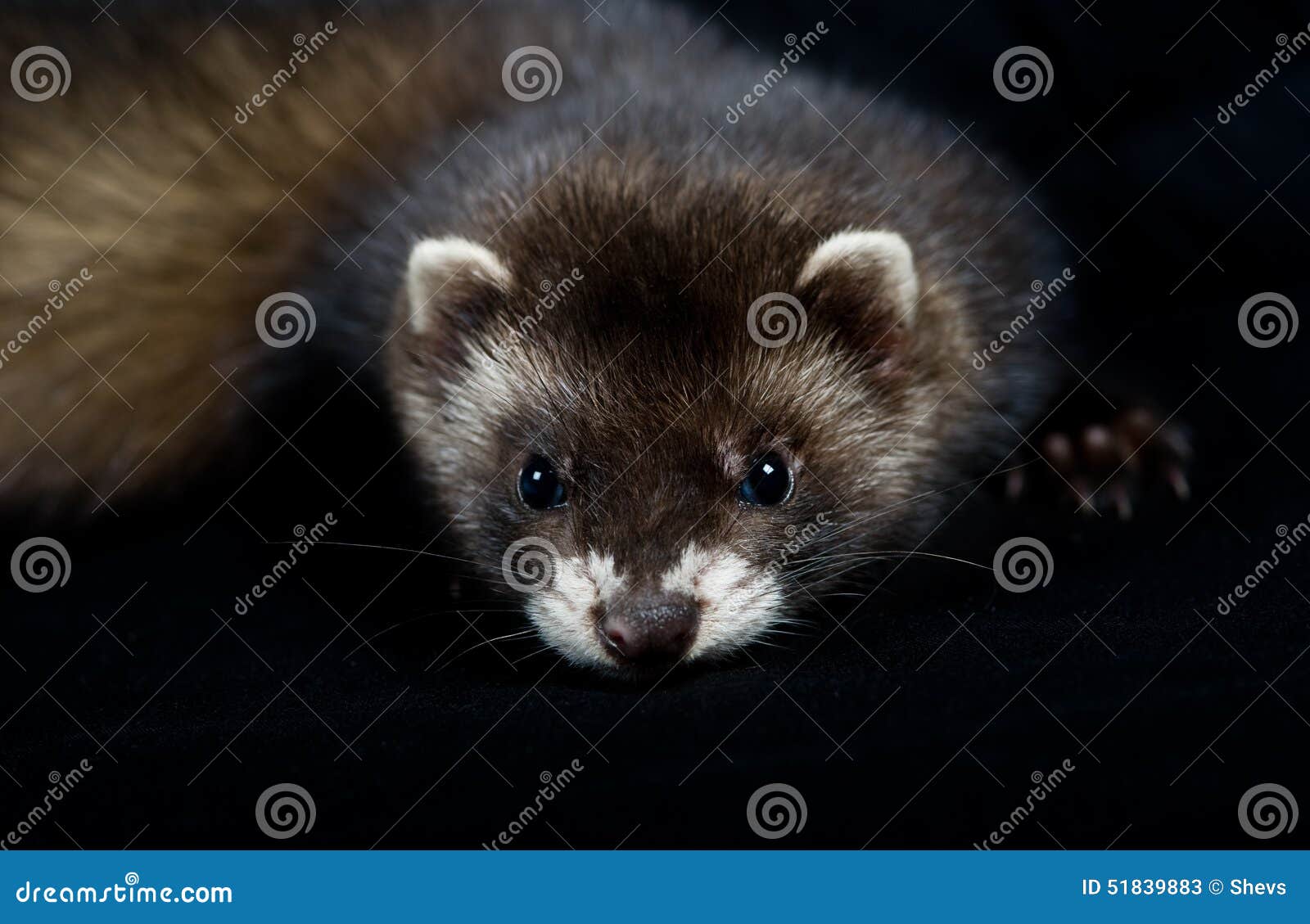 Polecat close up stock image. Image of adult, nature - 51839883