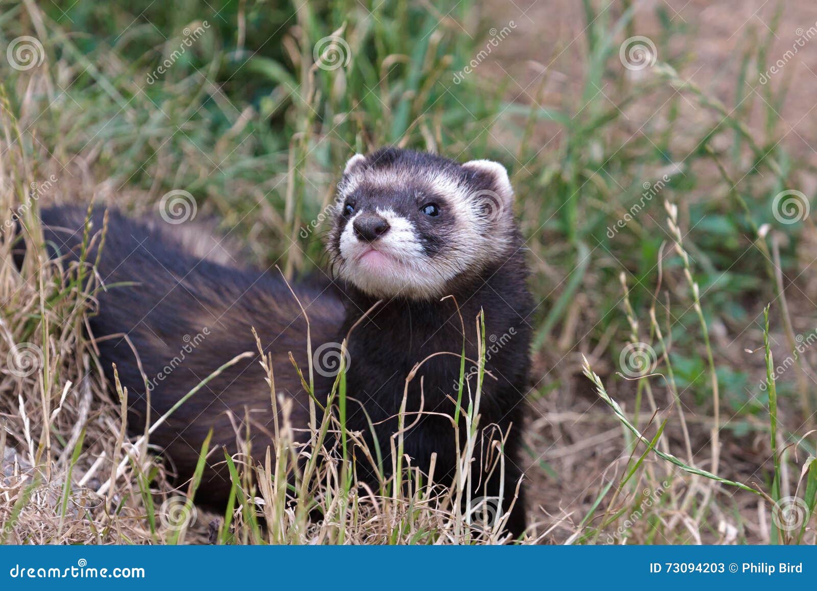 Polecat-coloured Ferret stock image. Image of mustela - 73094203