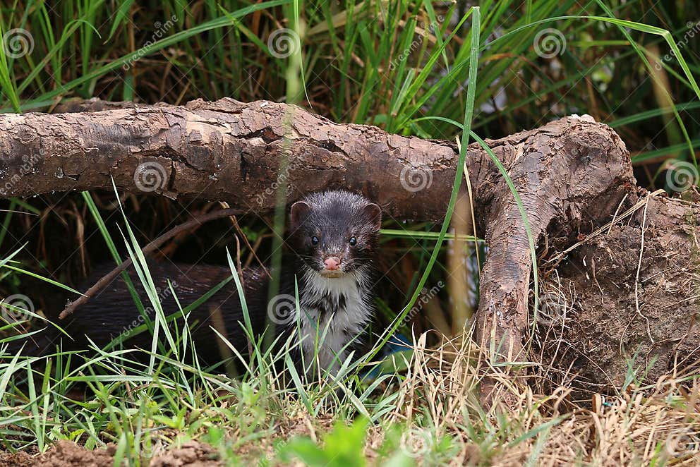 Polecat stock photo. Image of mammal, animal, predator - 43812998