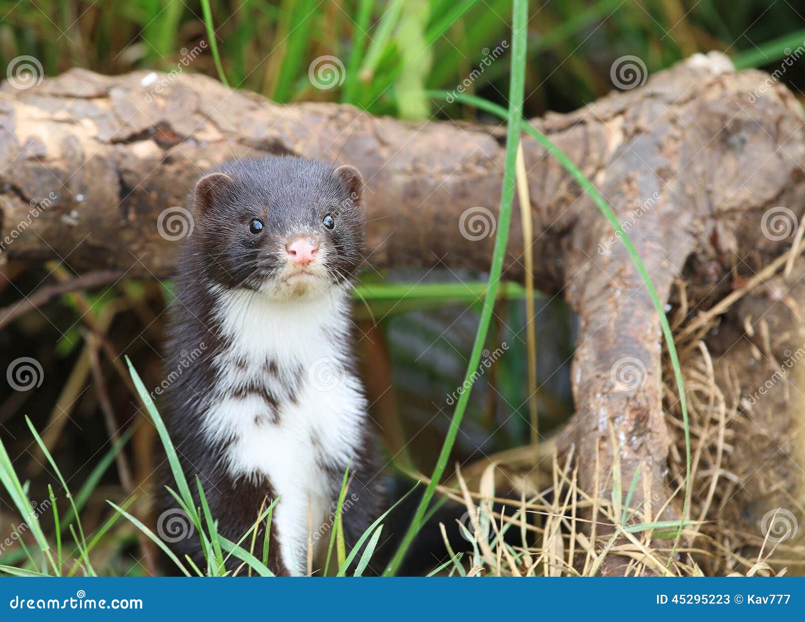 Polecat-coloured Ferret stock image. Image of adult, habitat - 45295223