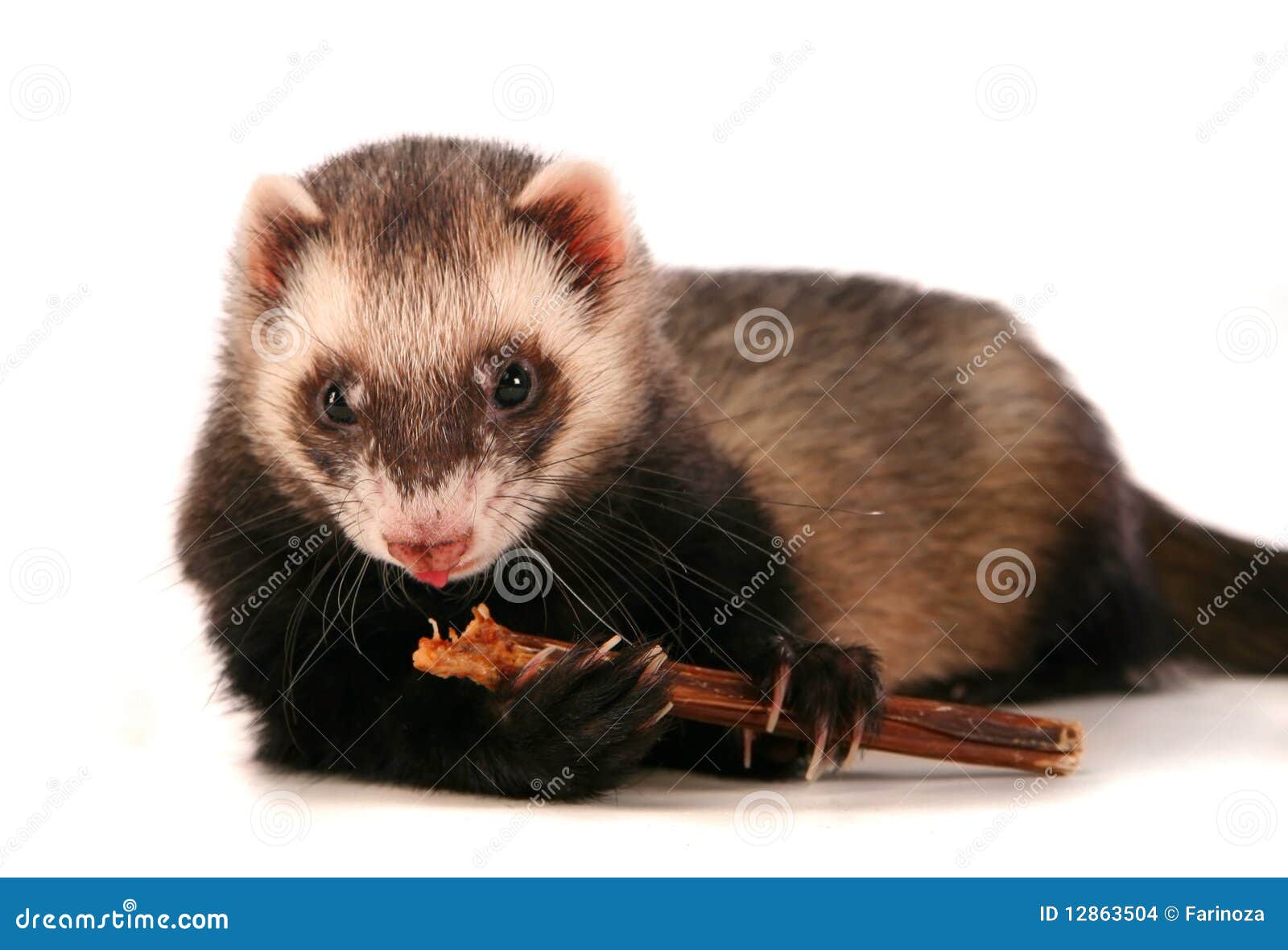Polecat eating stock photo. Image of studio, female, polecat - 12863504