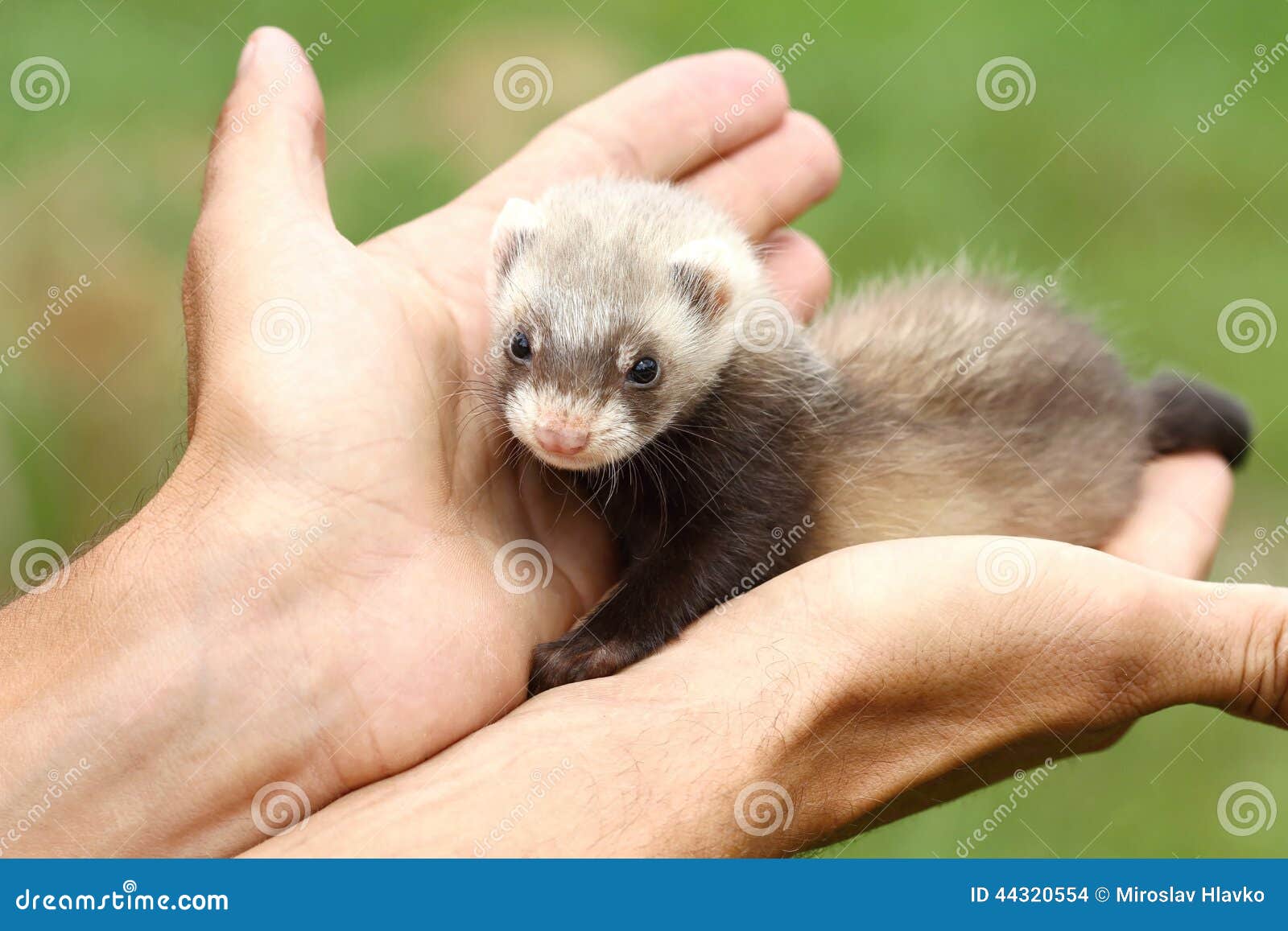 Marbled Polecat Baby