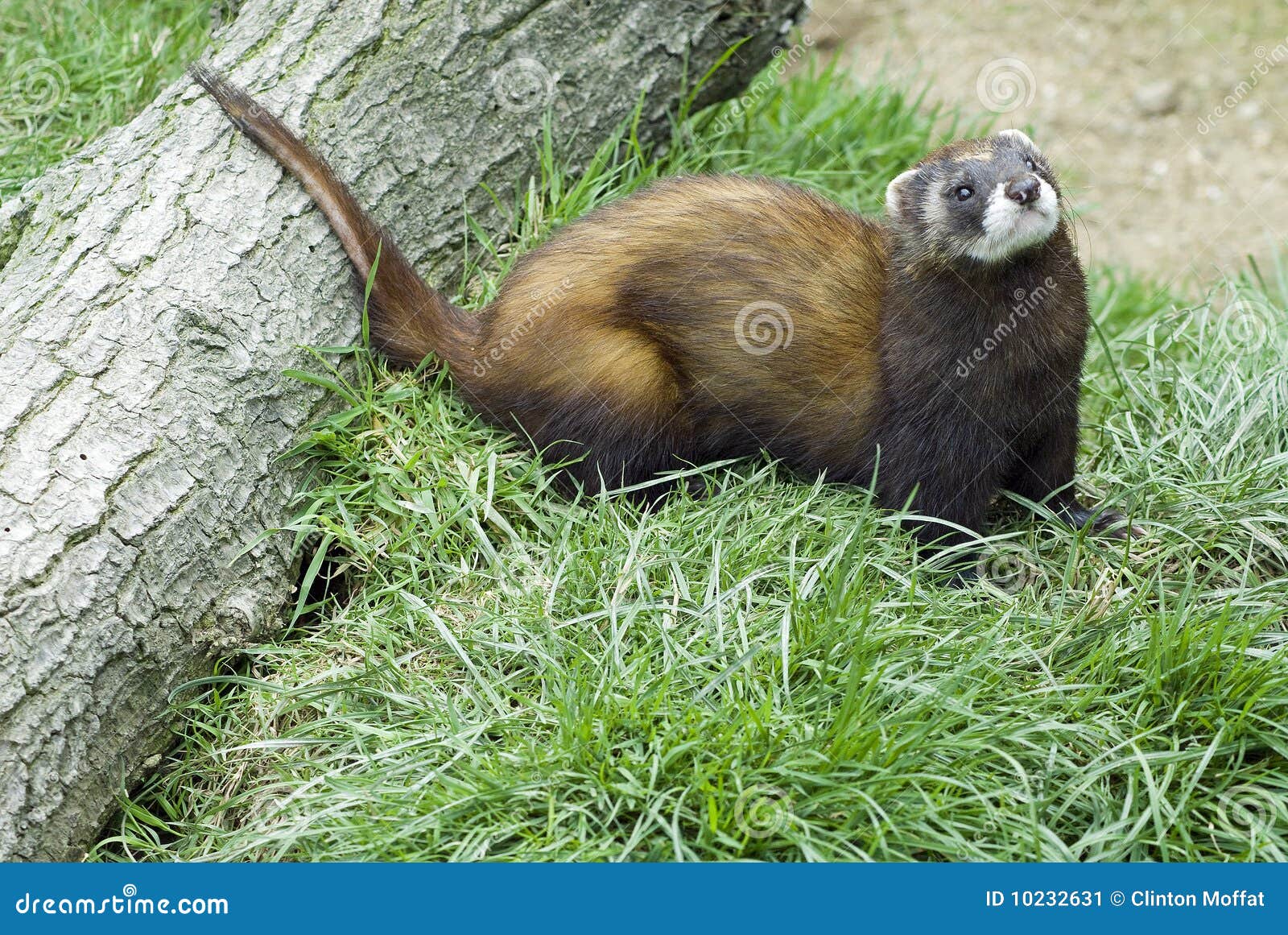 Polecat - Mustela putorius stock image. Image of playful - 10232631