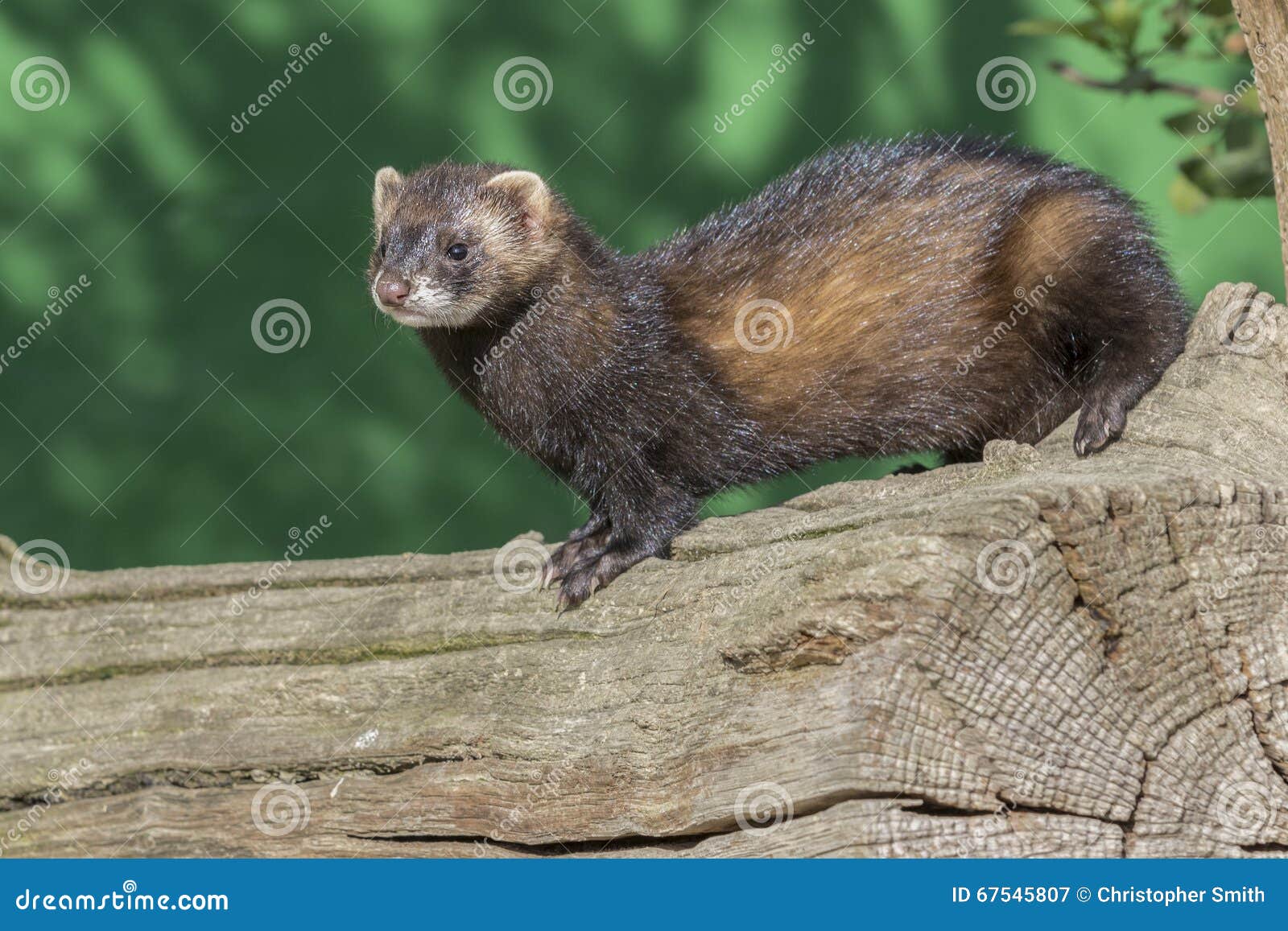 Polecat (Mustela putorius) stock image. Image of breed - 67545807