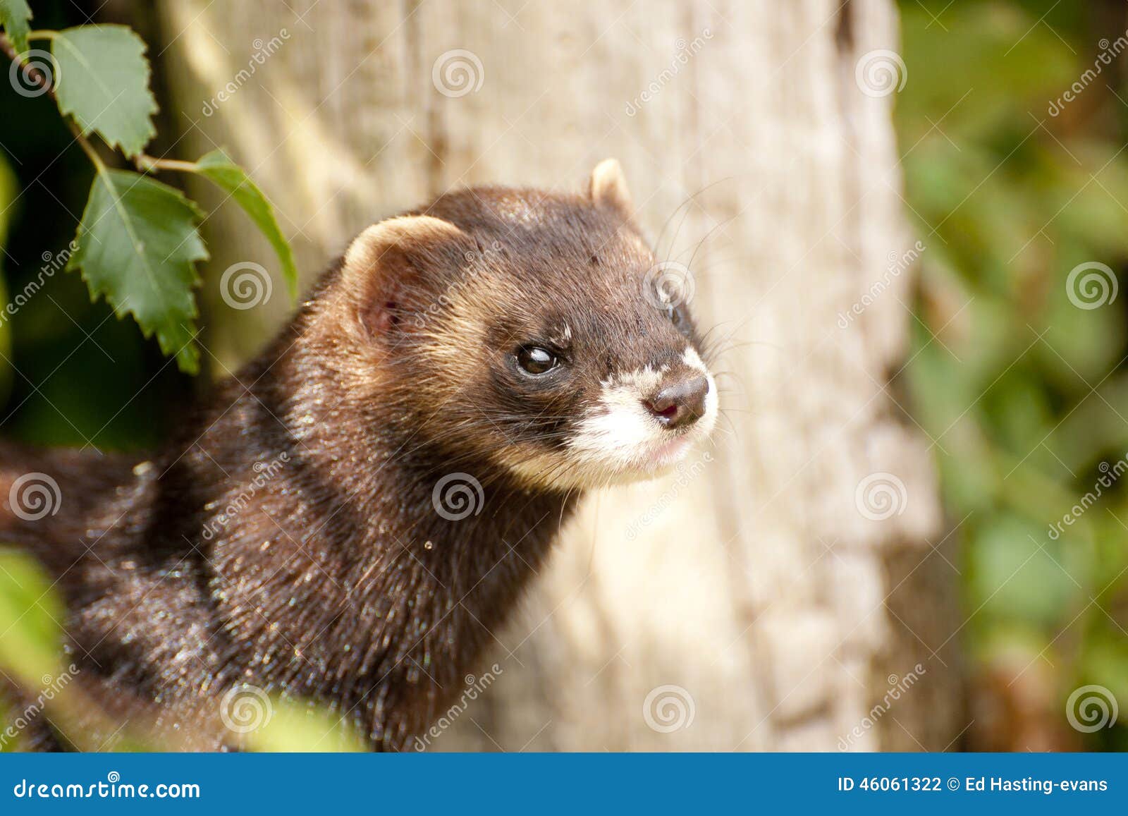 Polecat stock photo. Image of polecat, animal, people - 46061322