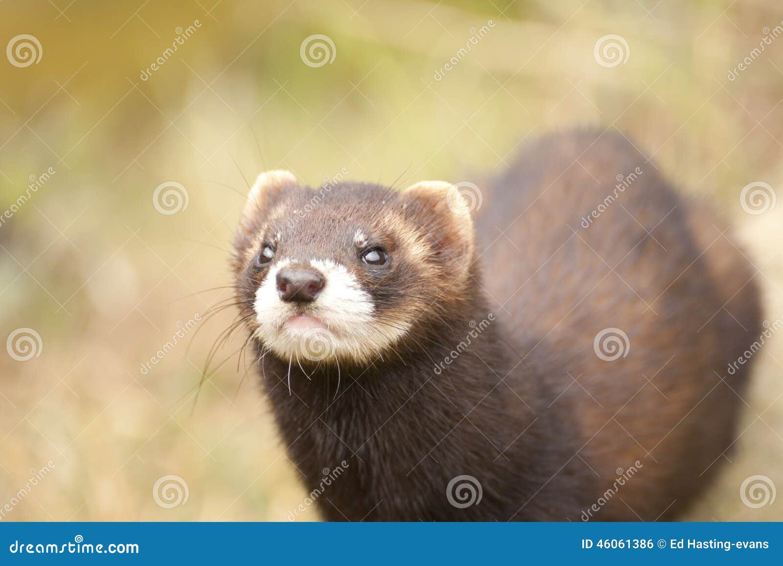Polecat stock photo. Image of wildlife, mammal, polecat - 46061386