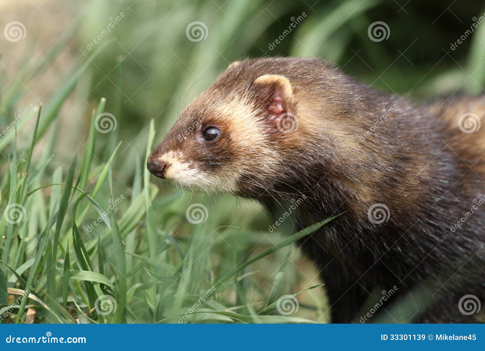 Polecat, Putorius putorius stock image. Image of mustelidae - 33301139