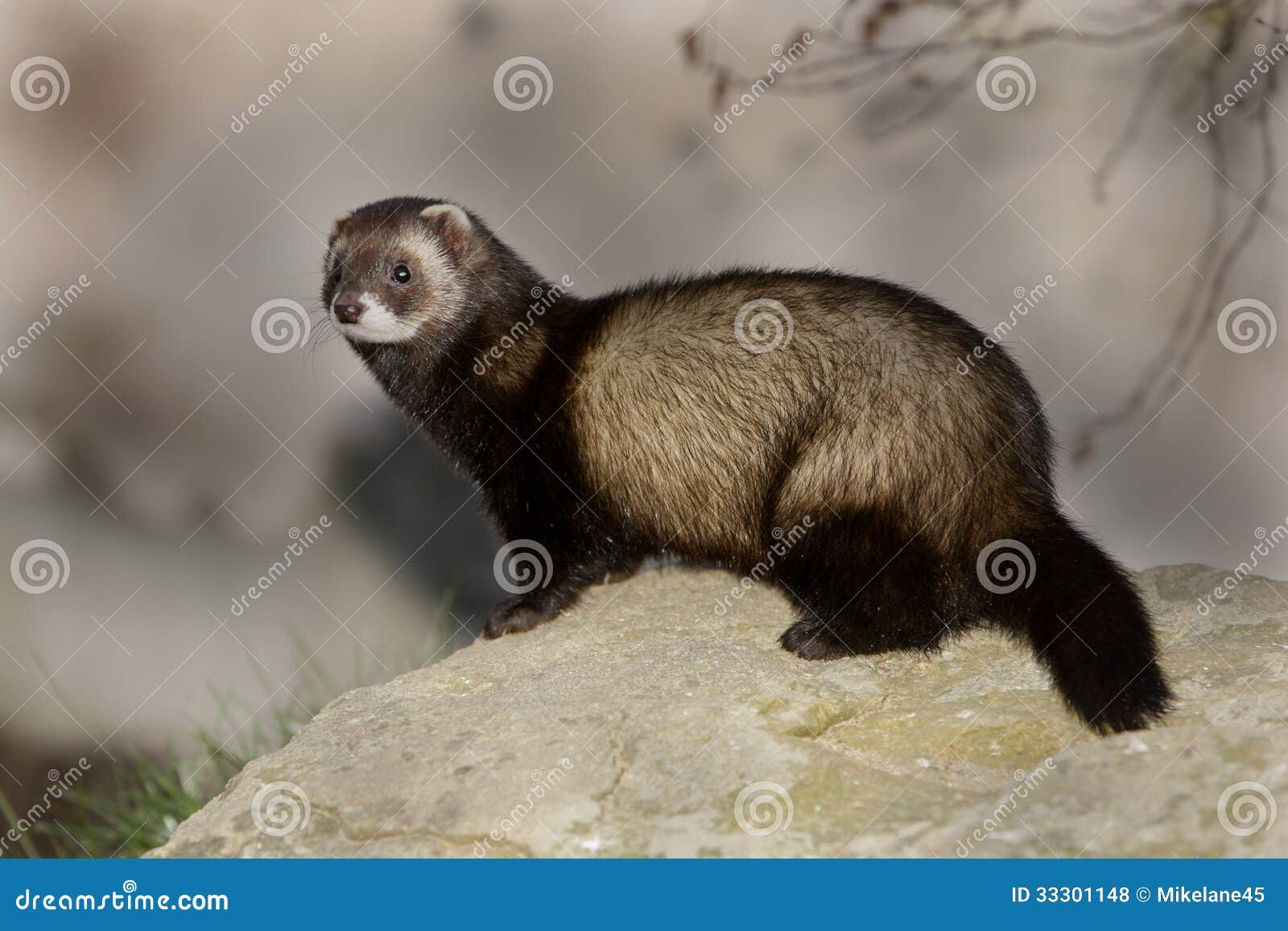 Polecat, Putorius putorius stock photo. Image of predator - 33301148