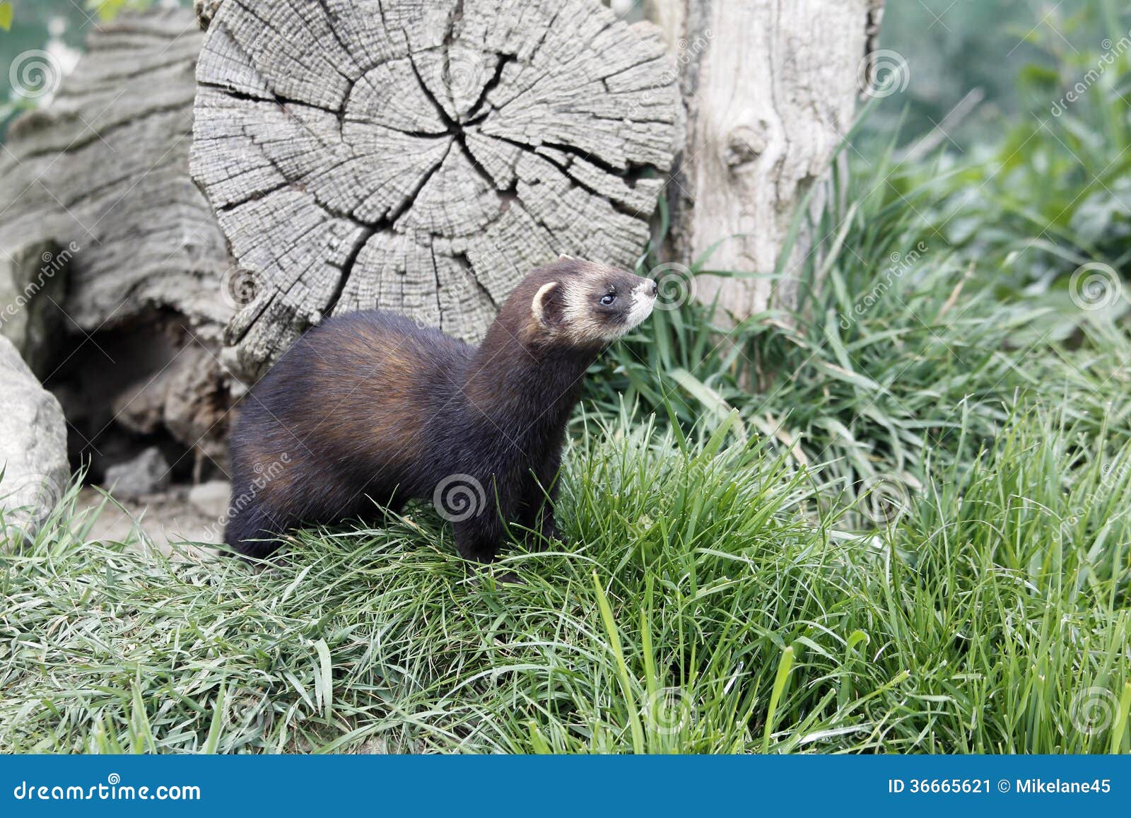 Polecat, Putorius Putorius, Stock Image - Image of mammal, carnivore ...