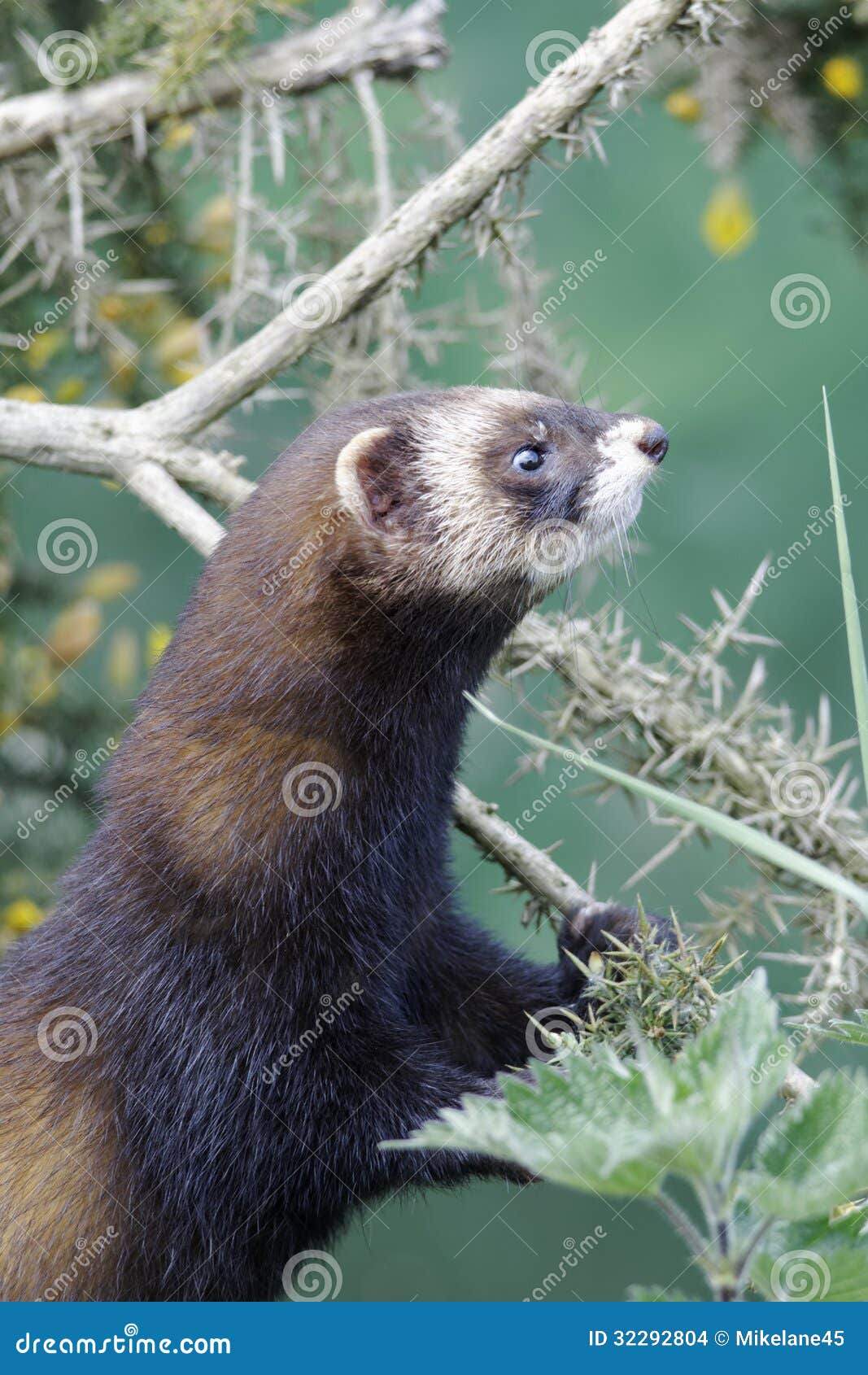 Polecat, Putorius putorius stock photo. Image of mammal - 32292804