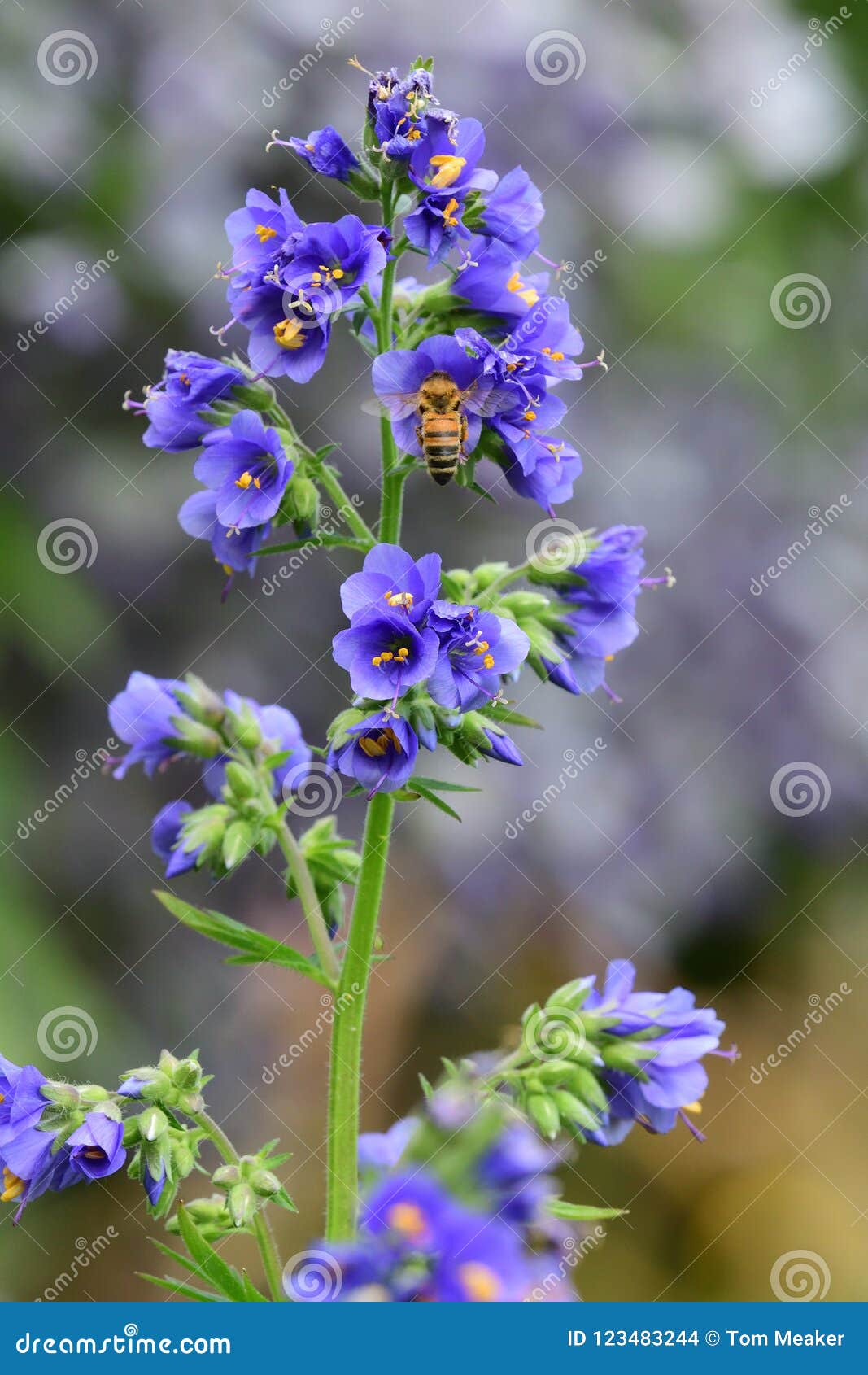 Polemonium caeruleum stock photo. Image of fresh, ladder - 123483244
