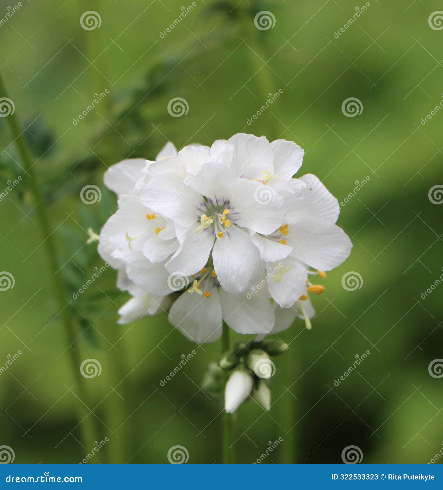 Polemonium Caeruleum (Jacobs Ladder or Greek Valerian) Stock Image ...