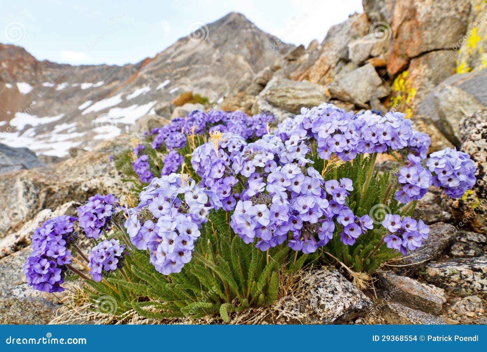 Polemonium Eximium Flower (Jacob's Ladder, Skypilot) Stock Images ...