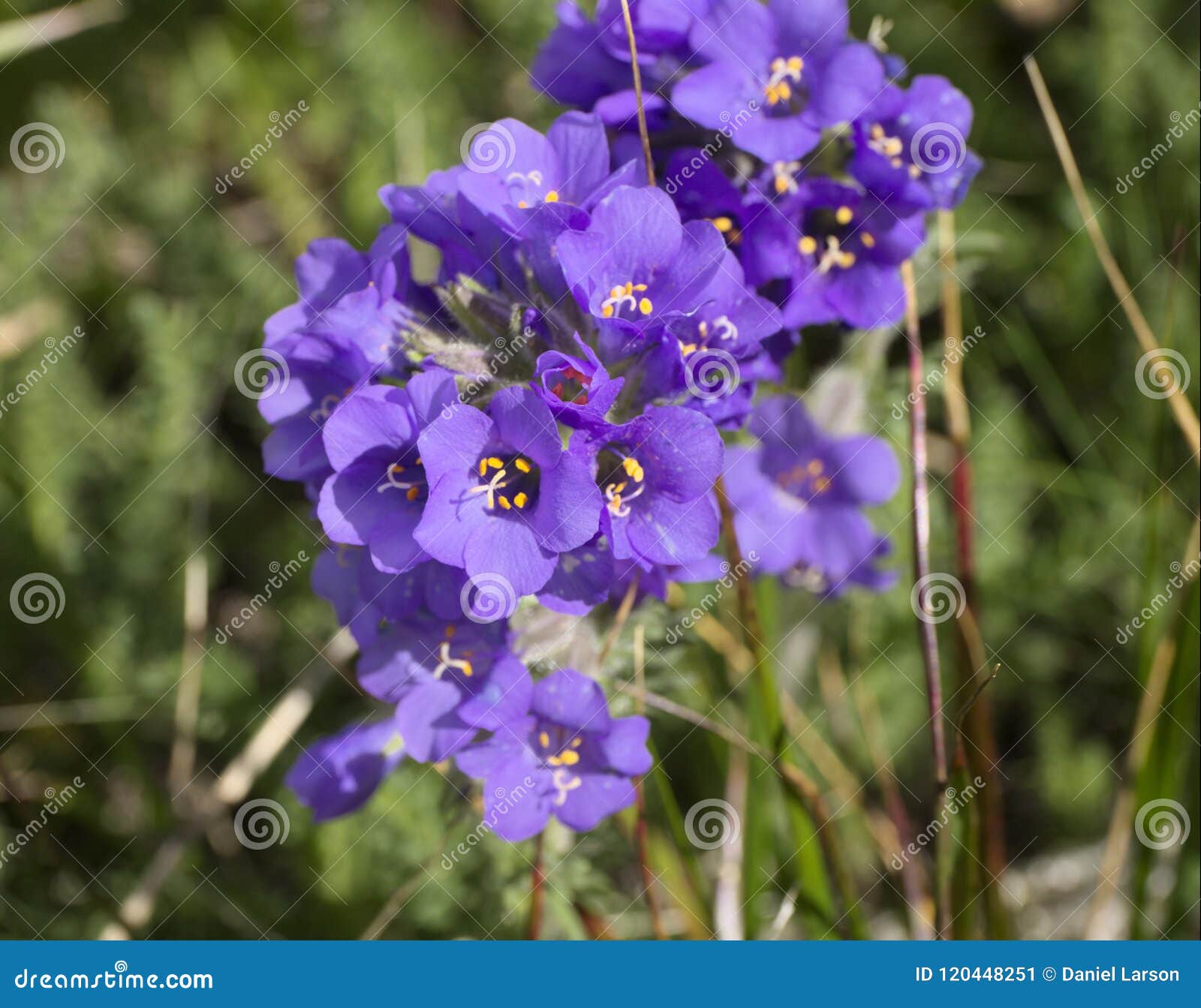 Polemonium eximium stock image. Image of outdoors, nature - 120448251