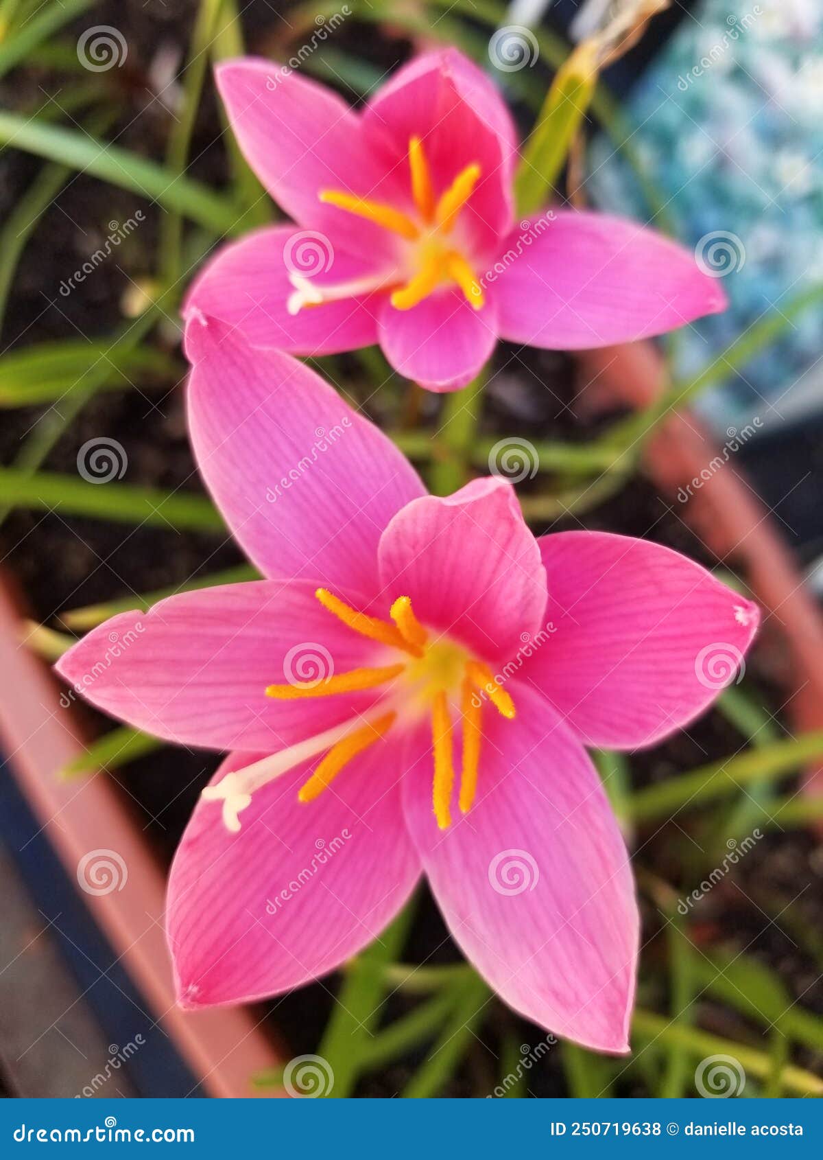Polen de flores rosadas foto de archivo. Imagen de rosa - 250719638