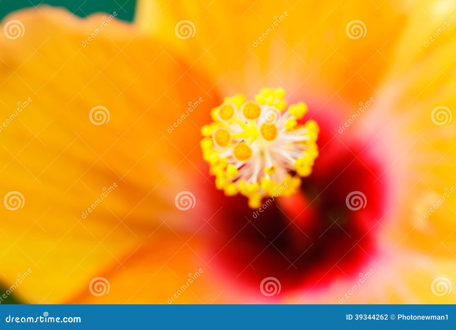 Polen De La Flor Del Hibisco Foto de archivo - Imagen de flor, aislado ...