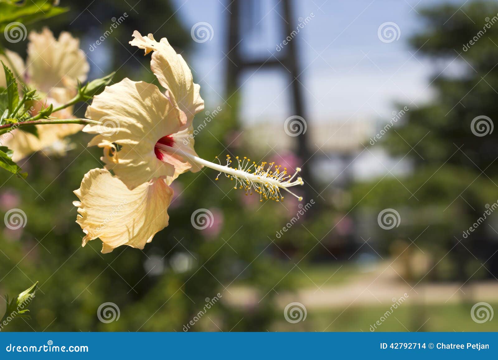 Polen De La Flor Del Hibisco Foto de archivo - Imagen de floral, polen ...