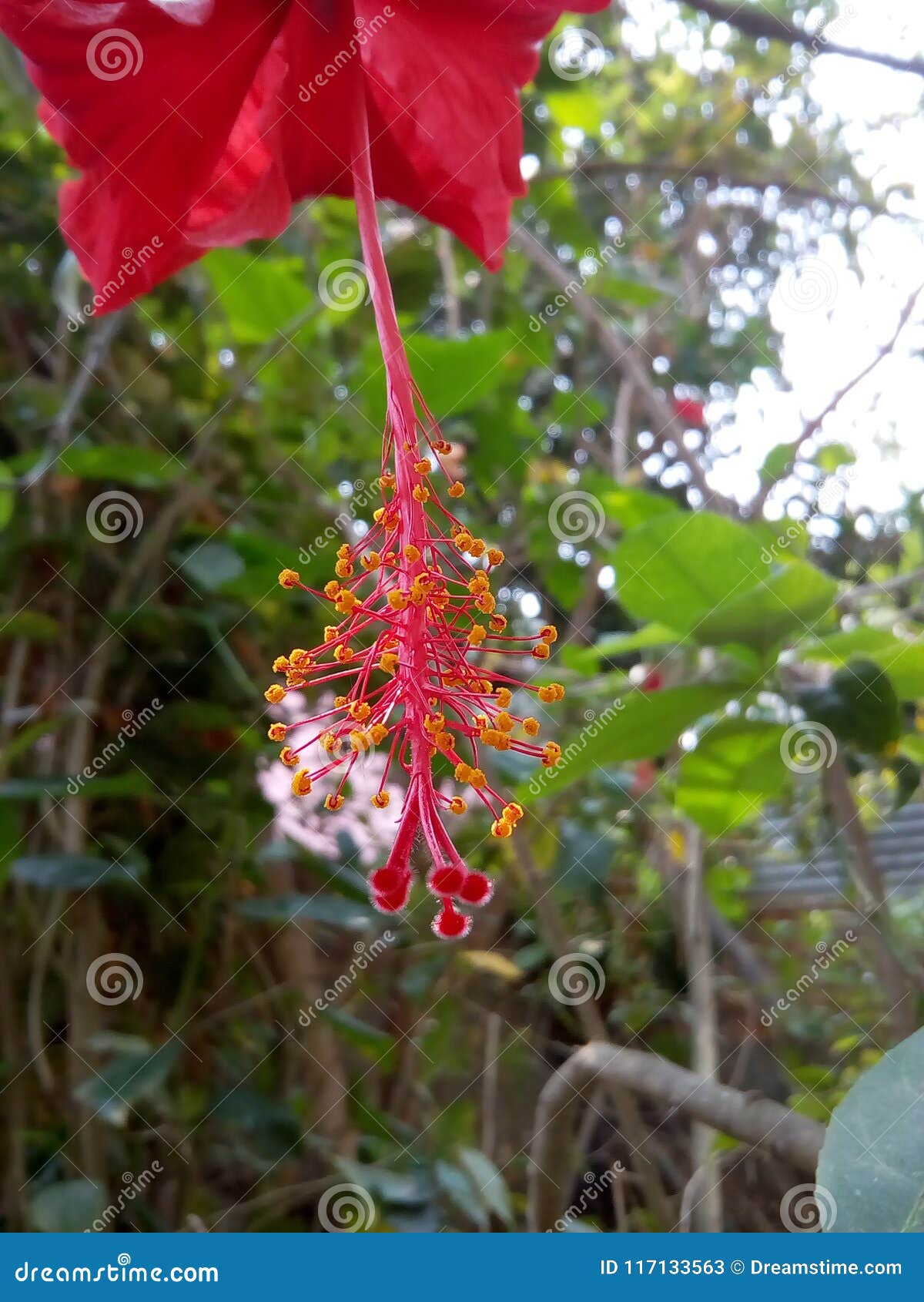 Polen de una flor roja imagen de archivo. Imagen de distinto - 117133563