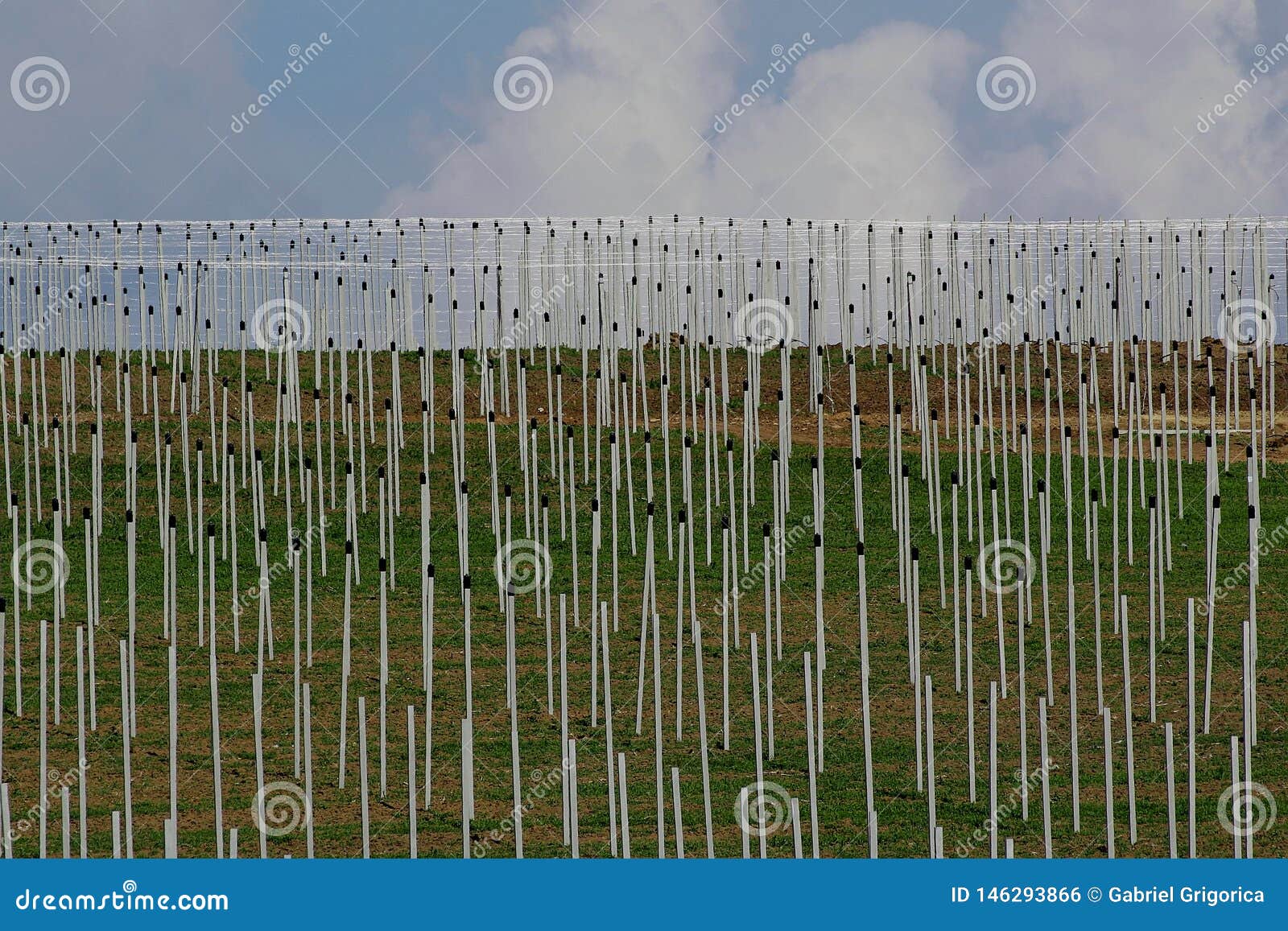 Poles Used in Different Plantations Used in Agriculture Stock Photo ...