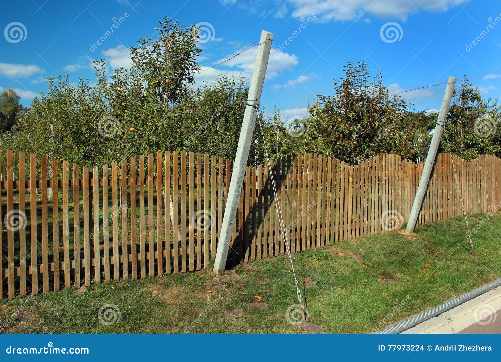 Poles and Wires Support the Rows of Fruit Trees in a Garden Stock Photo ...