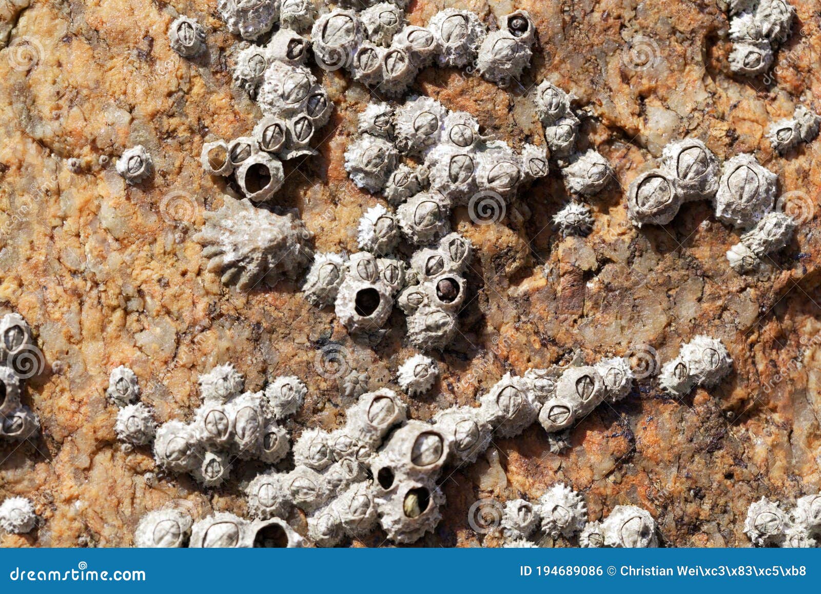 Poli Stellate Barnacle Shells, Chthamalus Stellatus, on a Rocky ...