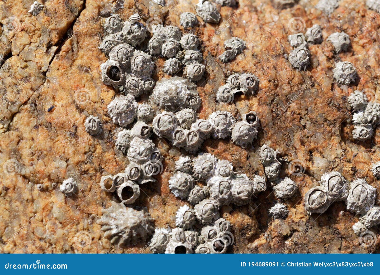 Poli Stellate Barnacle Shells, Chthamalus Stellatus, on a Rocky ...