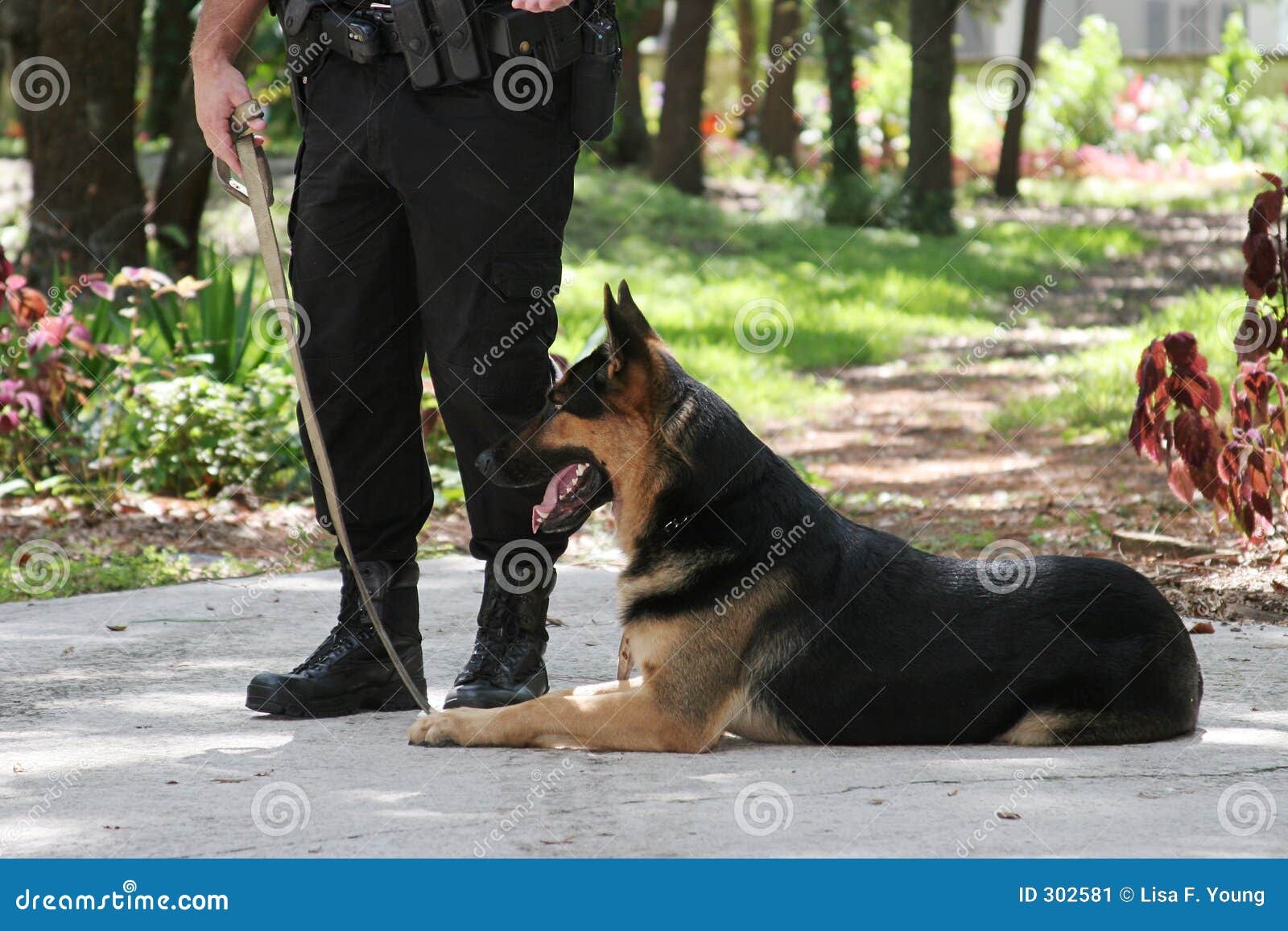 Police Dog 1 stock image. Image of attack, drug, leash - 302581