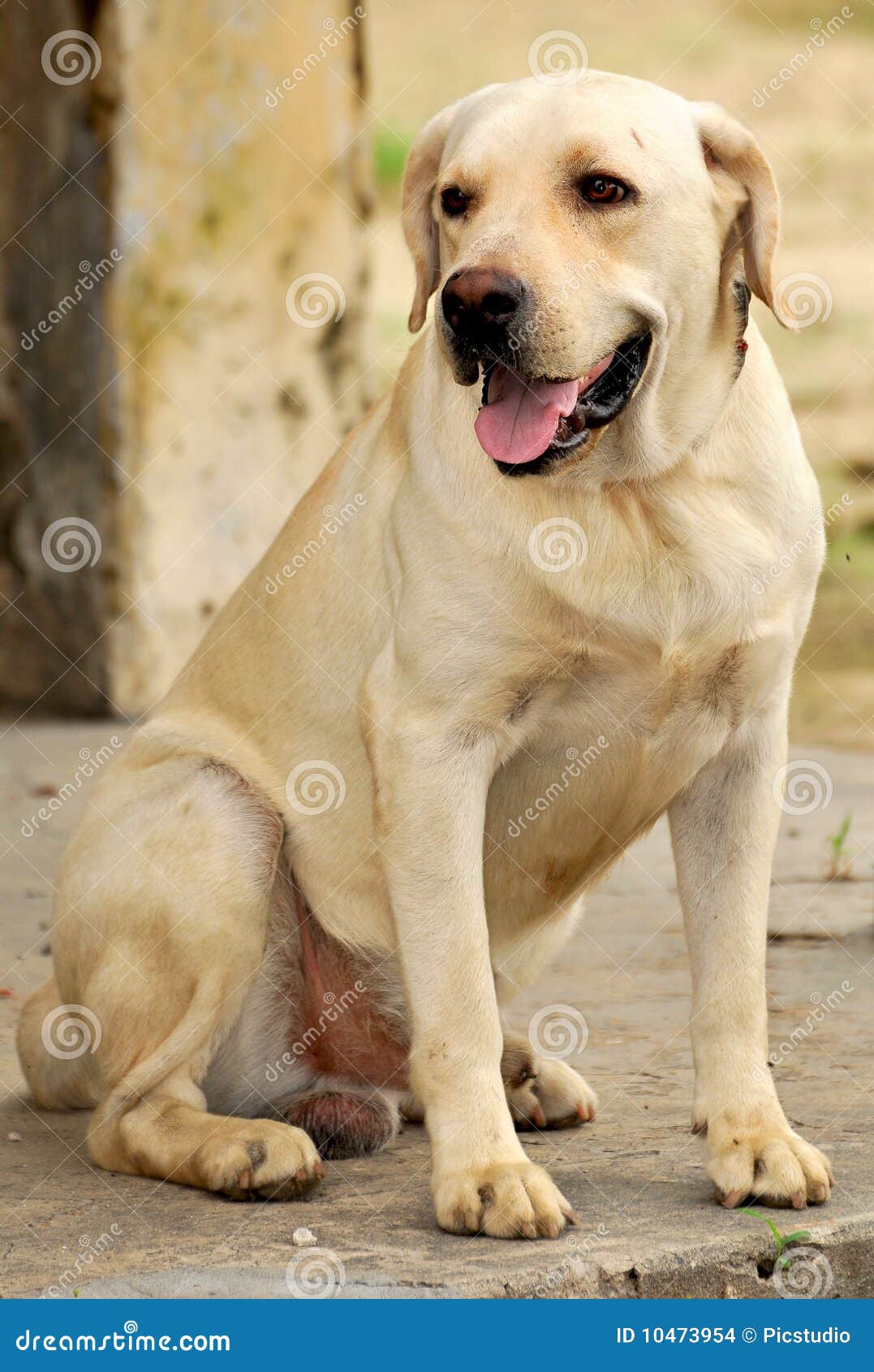 Police dog stock photo. Image of outdoor, puppy, doggie - 10473954