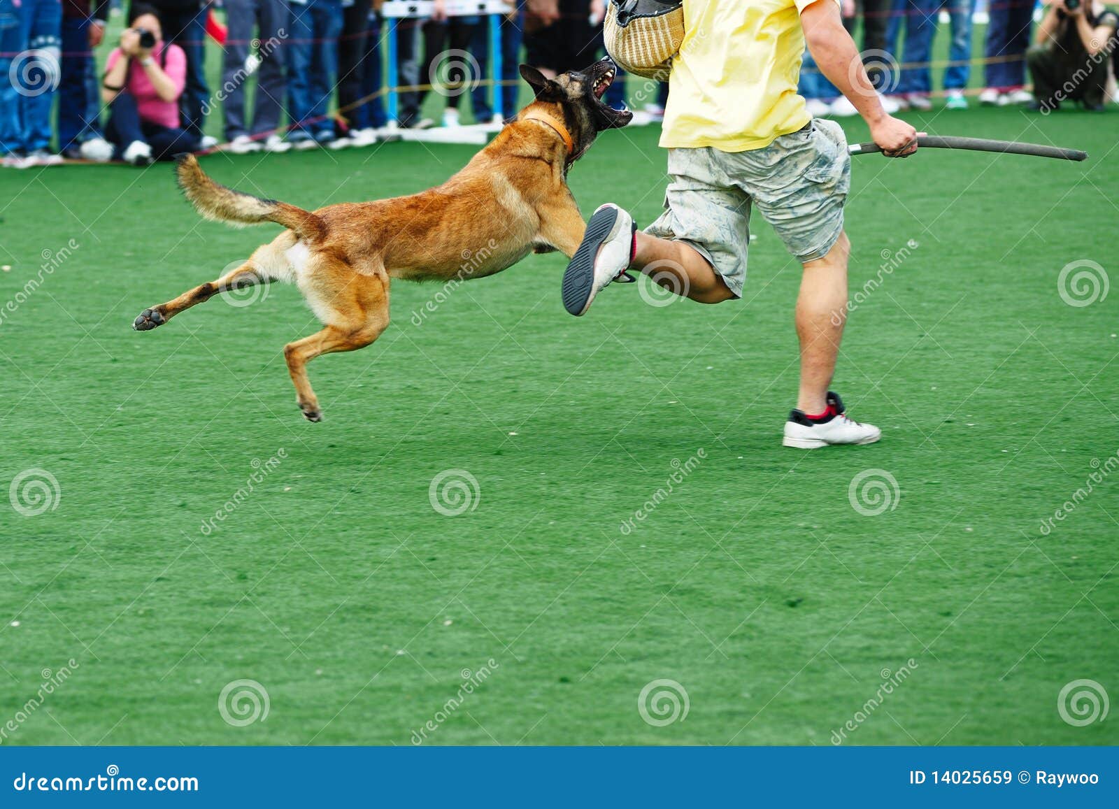 Police dog stock image. Image of intelligent, enemy, bite - 14025659