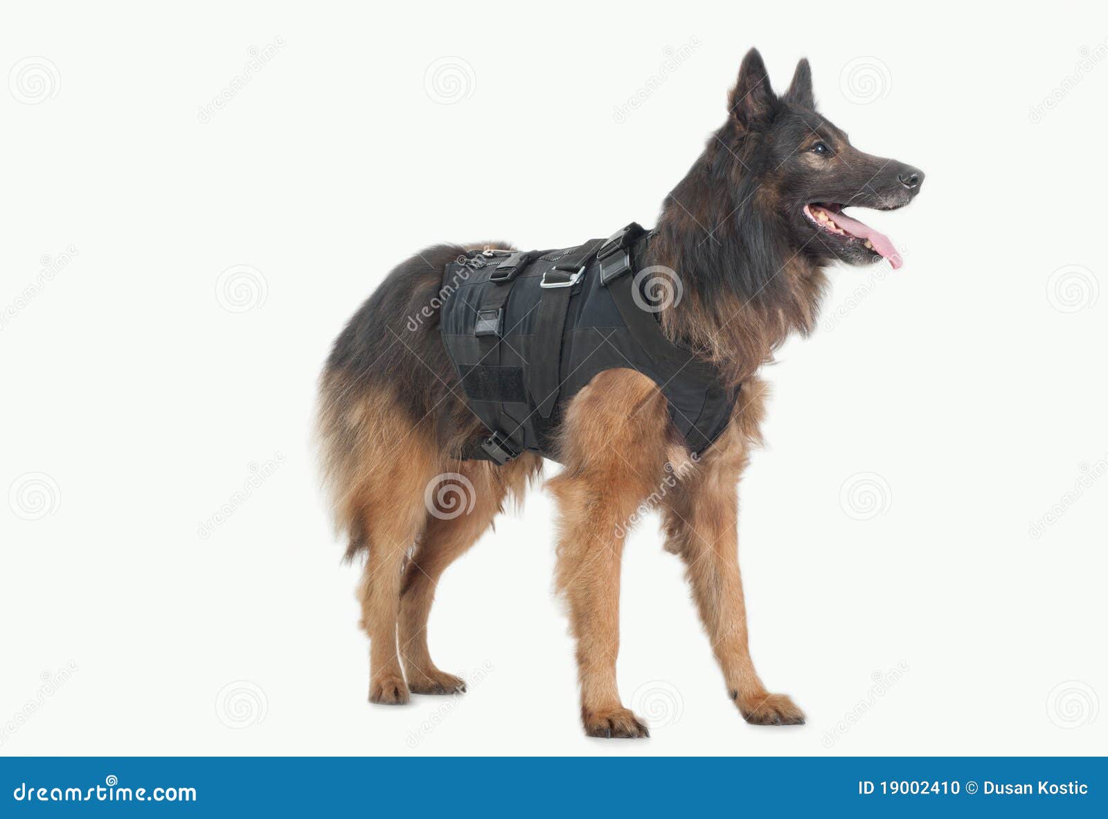 Police dog stock photo. Image of equipment, vest, panting - 19002410