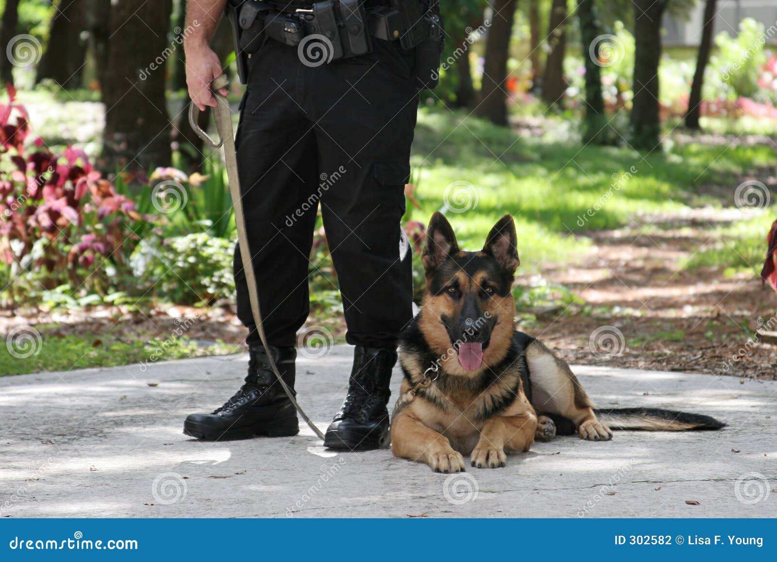 Police Dog 2 stock photo. Image of officer, person, boots - 302582
