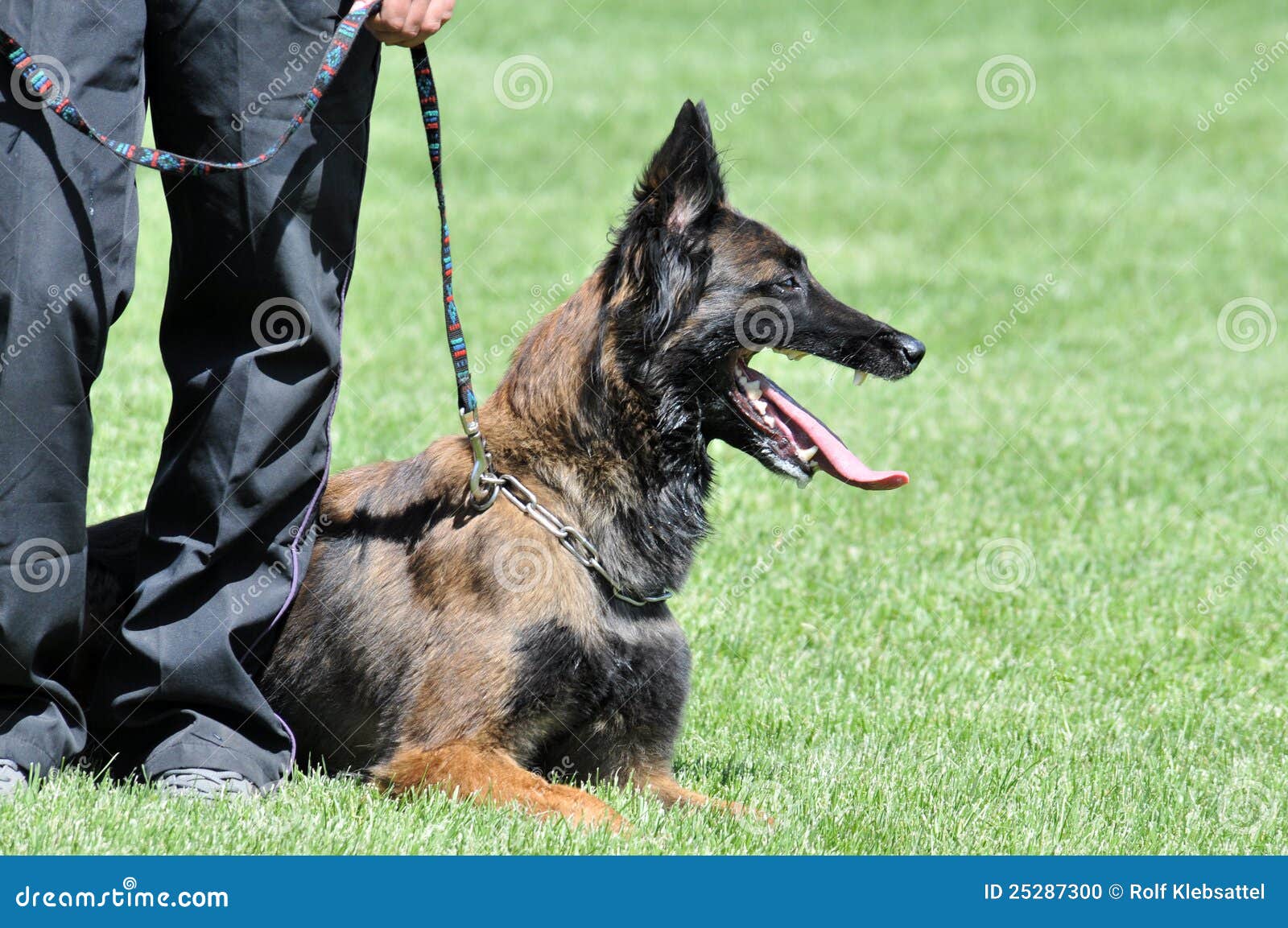 Police dog stock photo. Image of shepherd, loyalty, beautiful - 25287300