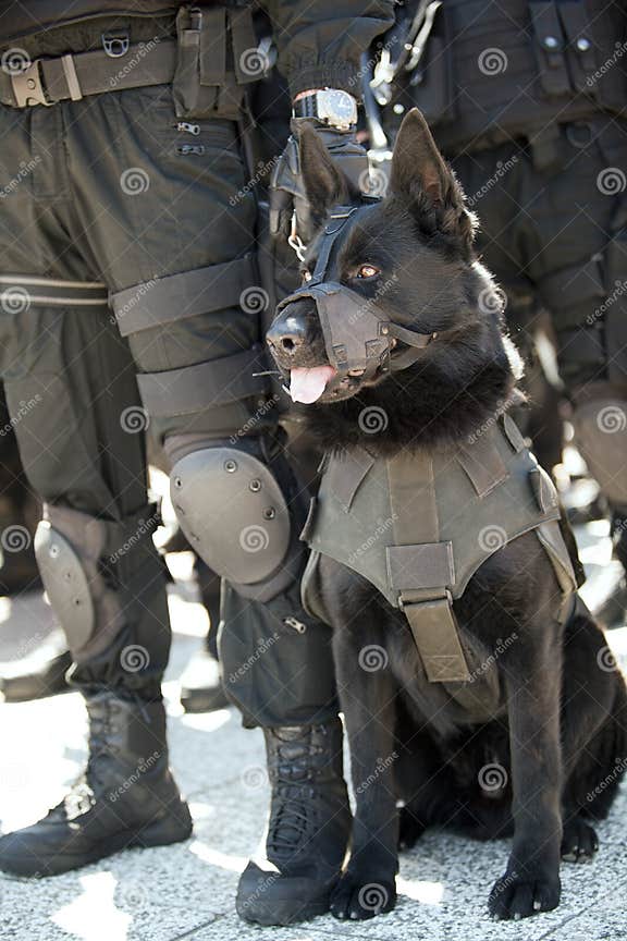 Police dog stock photo. Image of aggressive, guard, meeting - 29688312