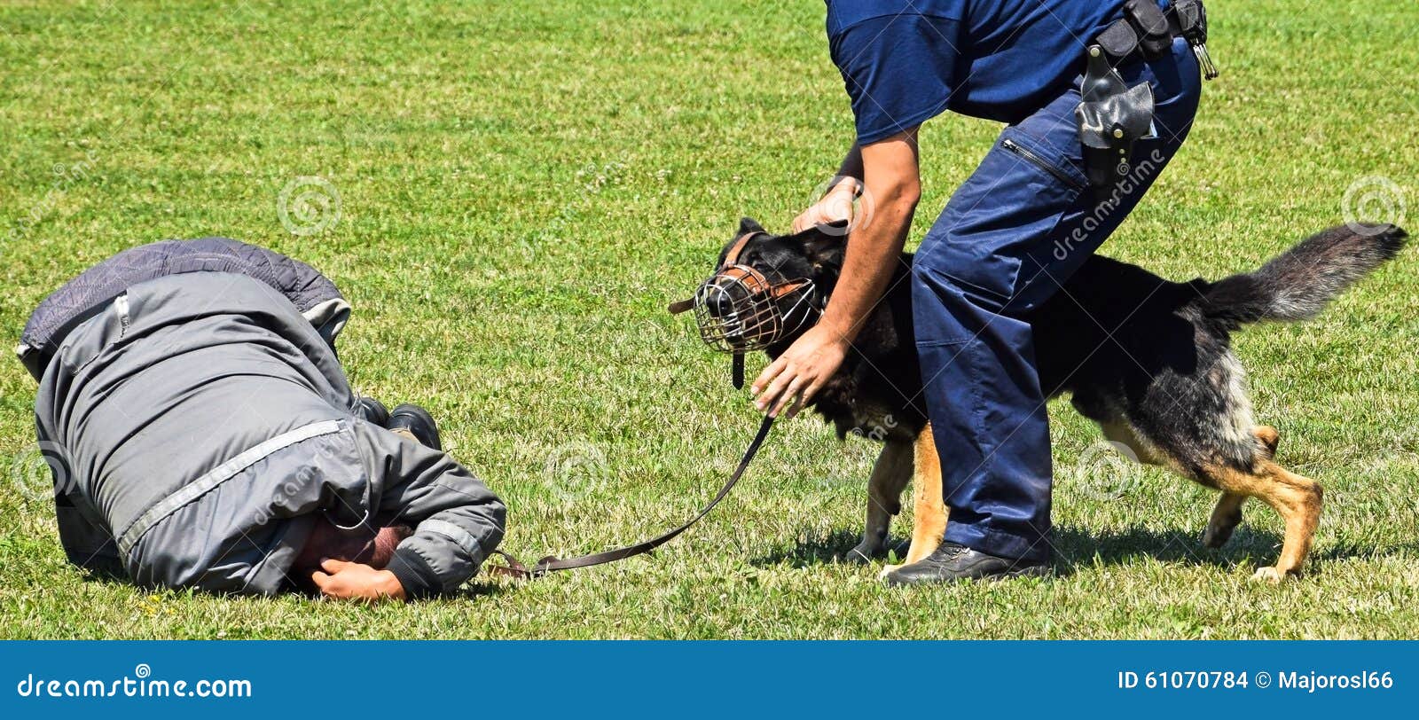 Police dog in action stock photo. Image of officer, emergency - 61070784