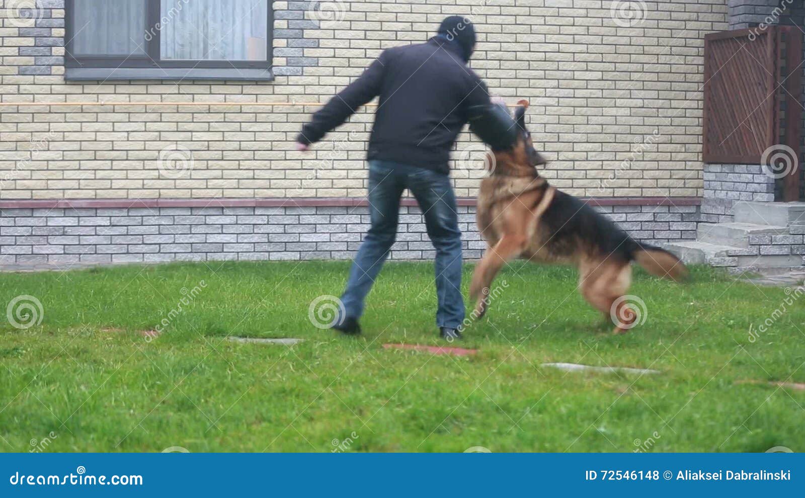 Police Dog Attacks a Criminal Stock Footage - Video of competition ...