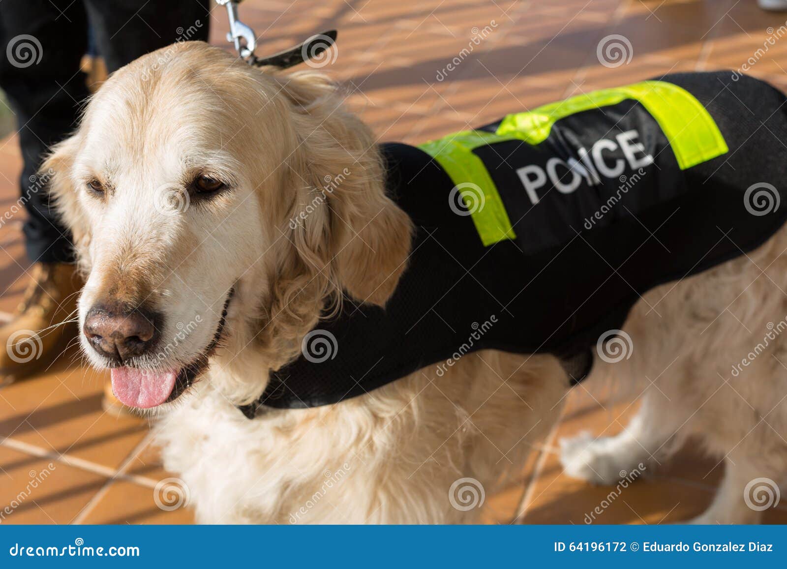 Police Dog with Distinctive Stock Photo - Image of vest, force: 64196172