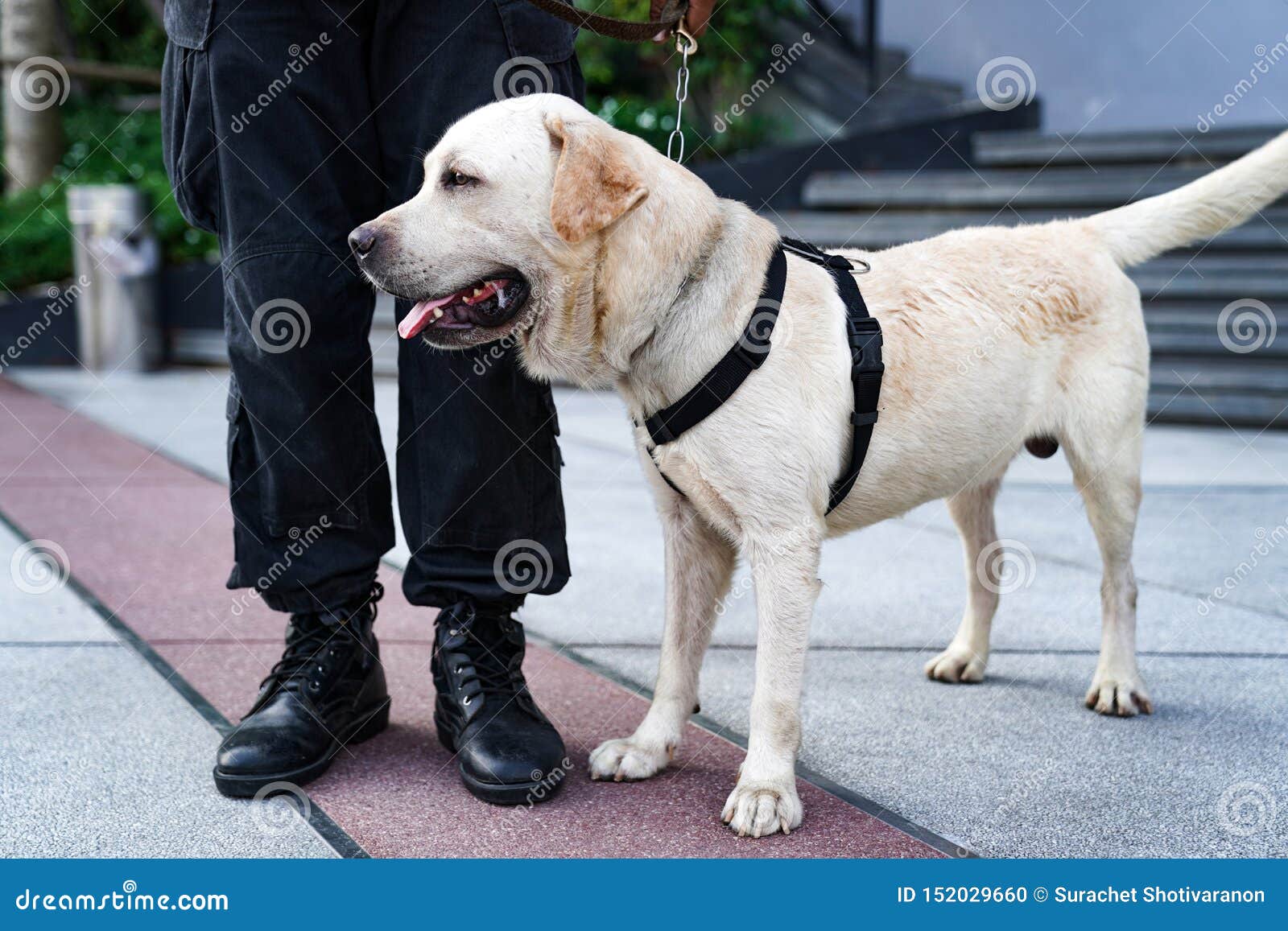 Police Dog in Duty, Finding the Bomb in the Event Stock Photo - Image ...